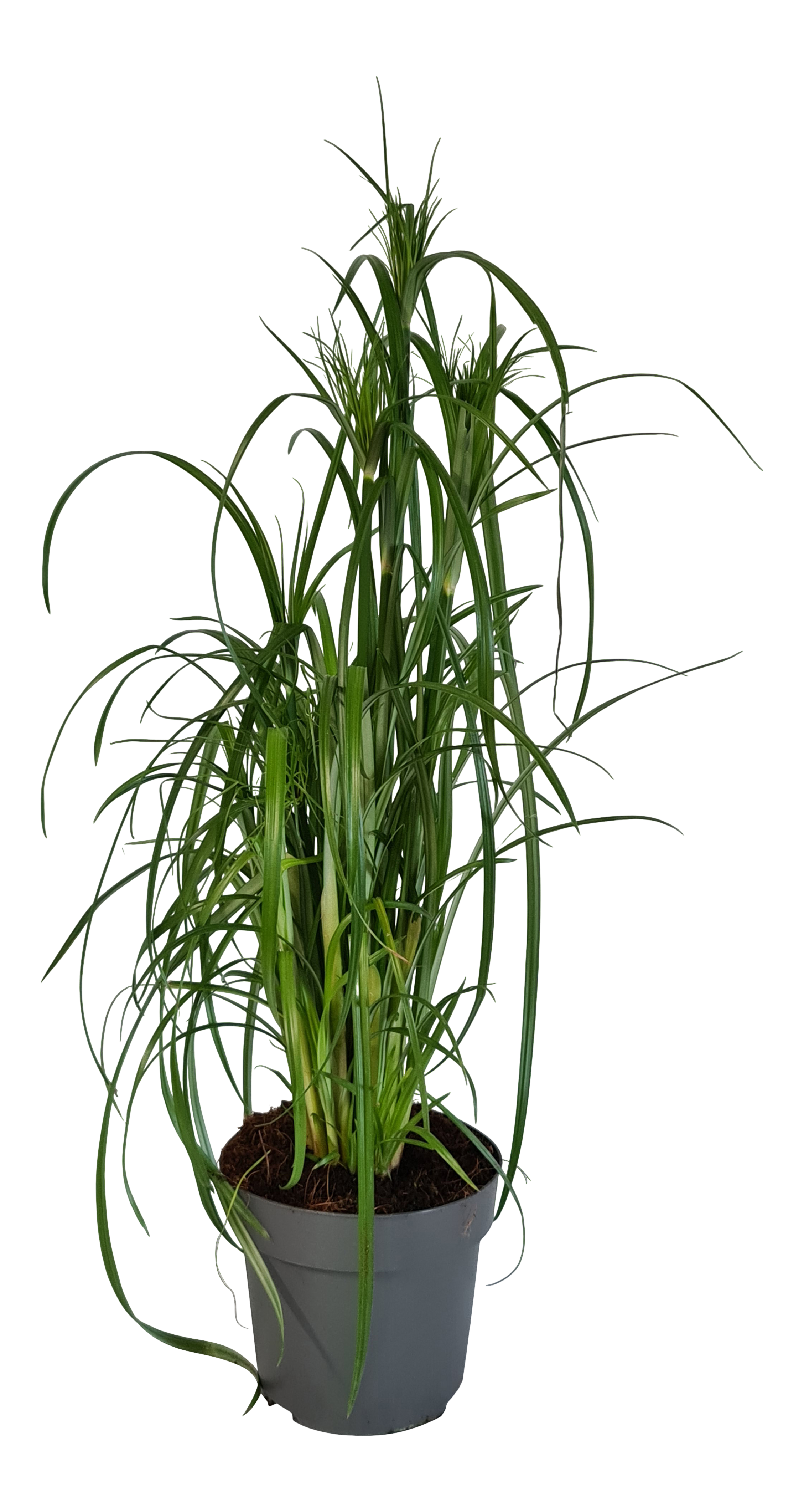 Cibora papirusowa Kocia trawa 80 cm - Leroy Merlin