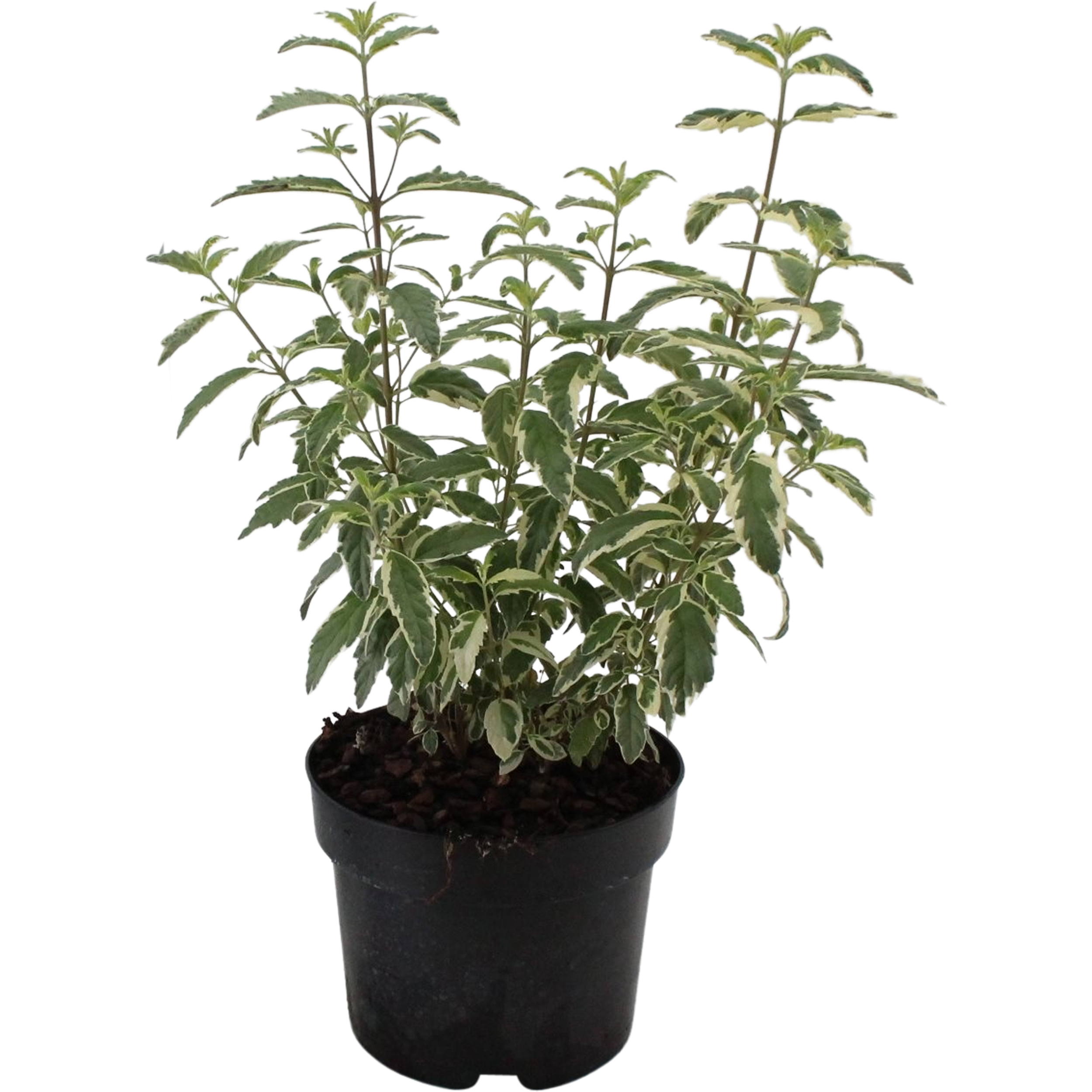 Barbula Klandońska 35-45 cm - Leroy Merlin