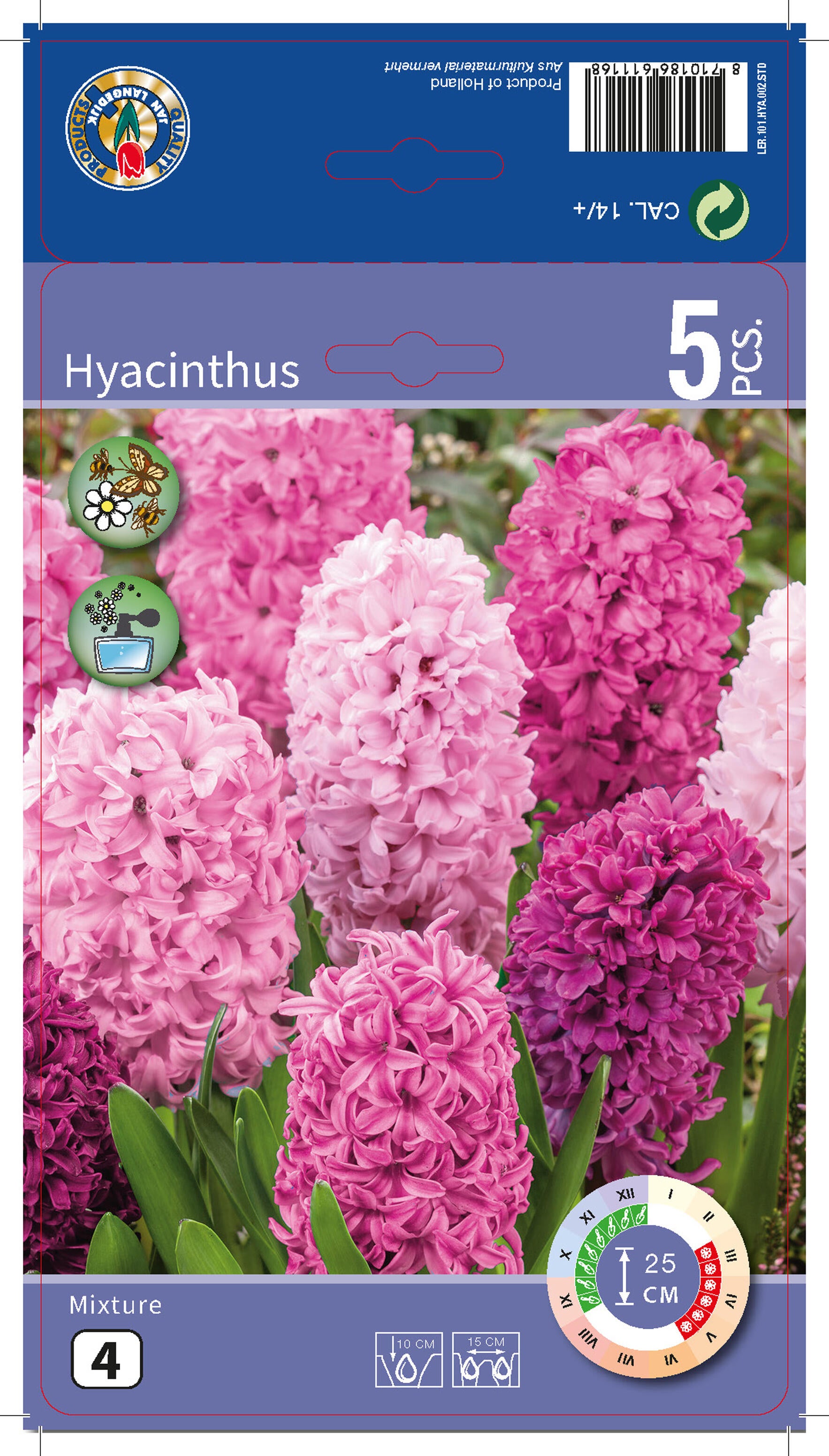 Hiacynt mix 14/+ 5szt. Cebulki kwiatów - Leroy Merlin