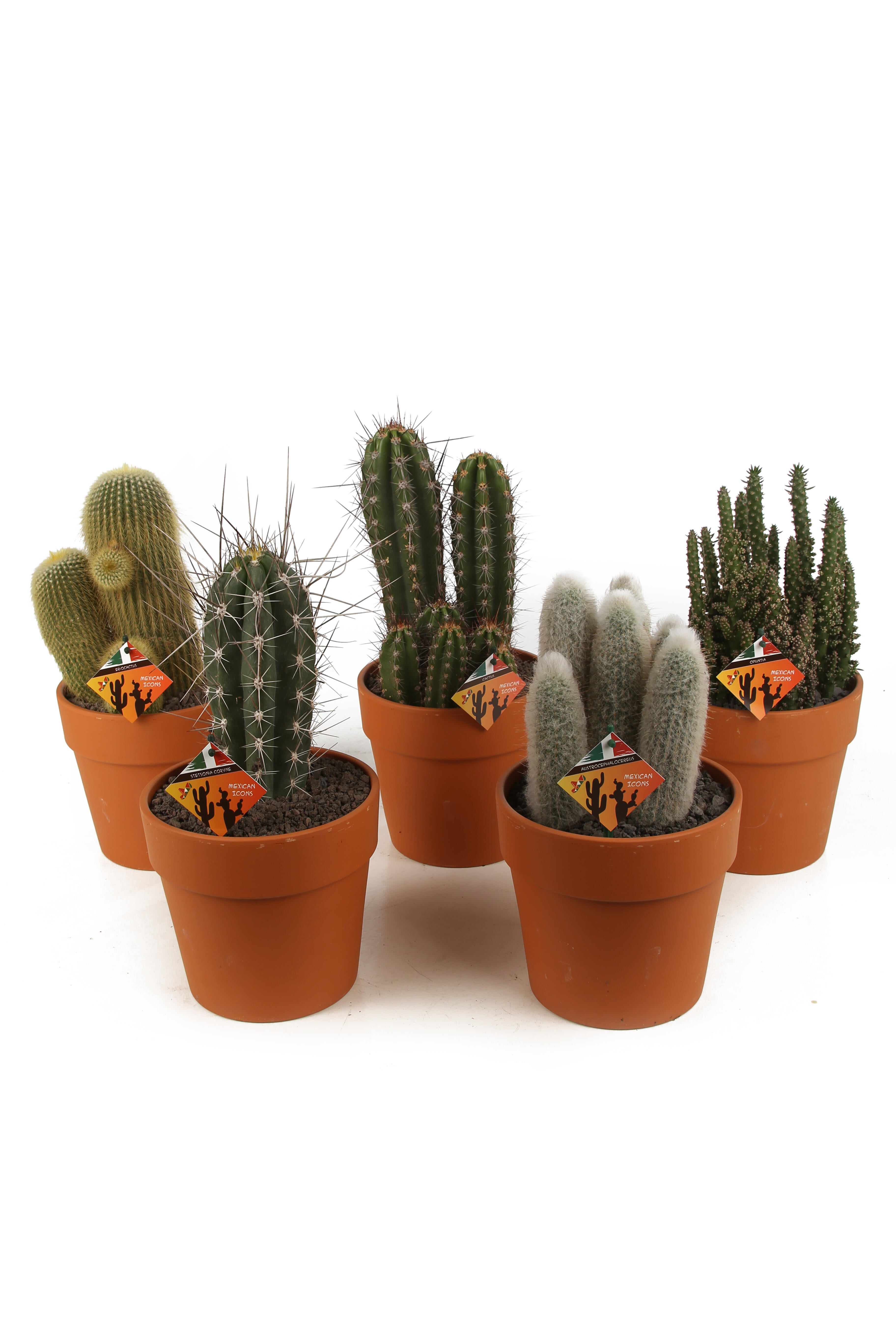 Cactus, H.35.0 cm, Diam.20 cm | Leroy Merlin