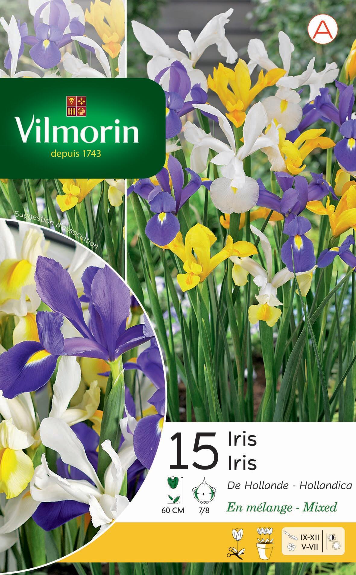15 bulbe florale iris holandica violet - jaune - blanc | Leroy Merlin