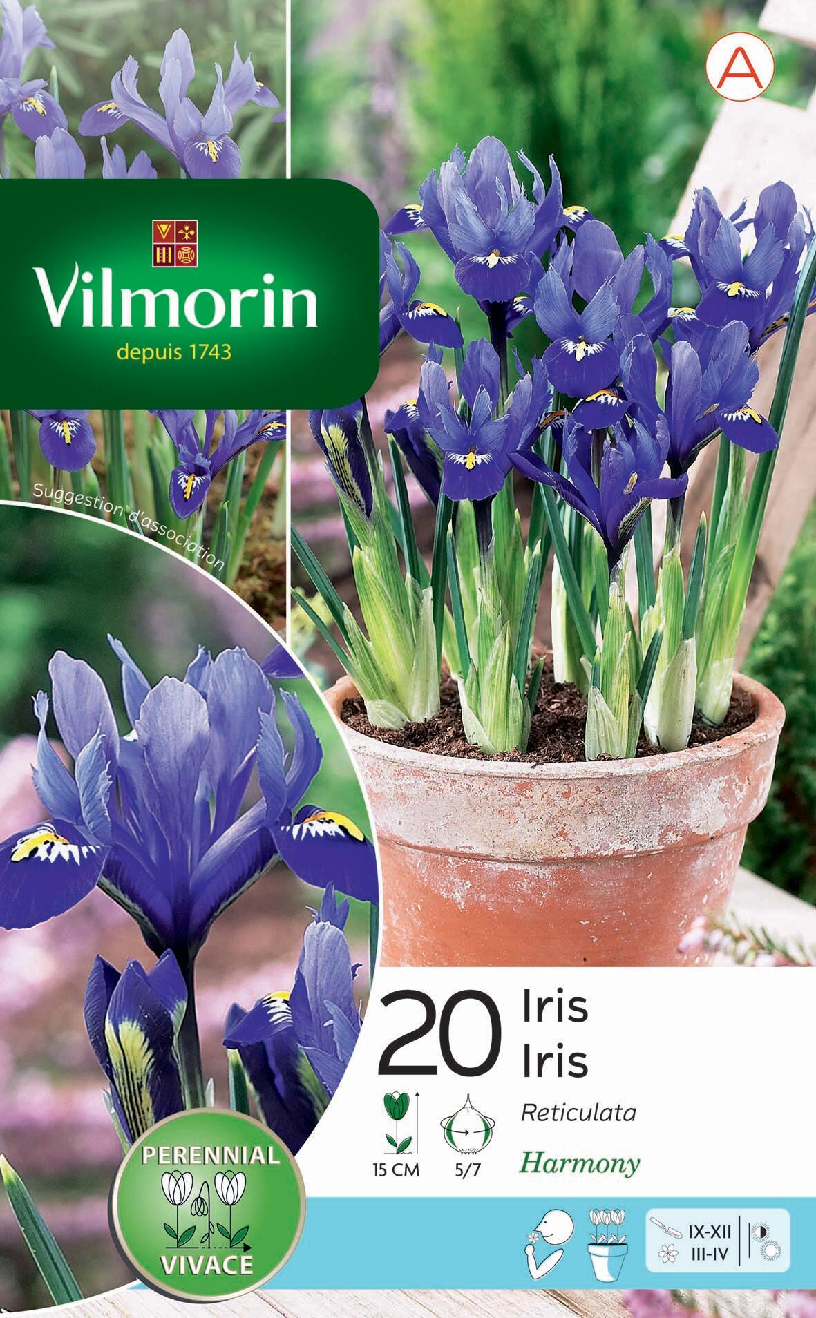 20 bulbe florale iris reticulata violet | Leroy Merlin