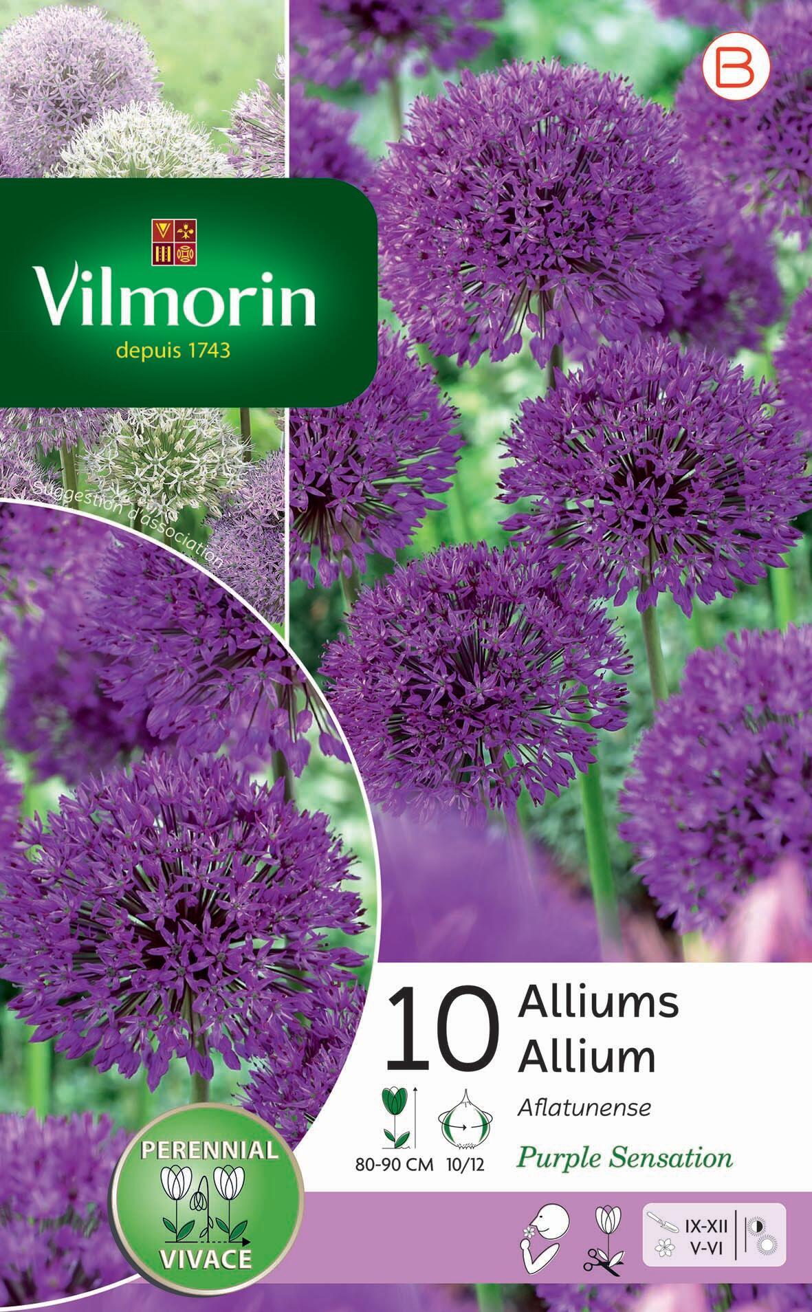 10 bulbe florale allium aflatunense pourpre - violet | Leroy Merlin