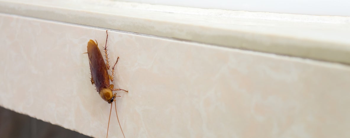 Karaluchy – jak pozbyć się uciążliwego problemu? - Leroy Merlin