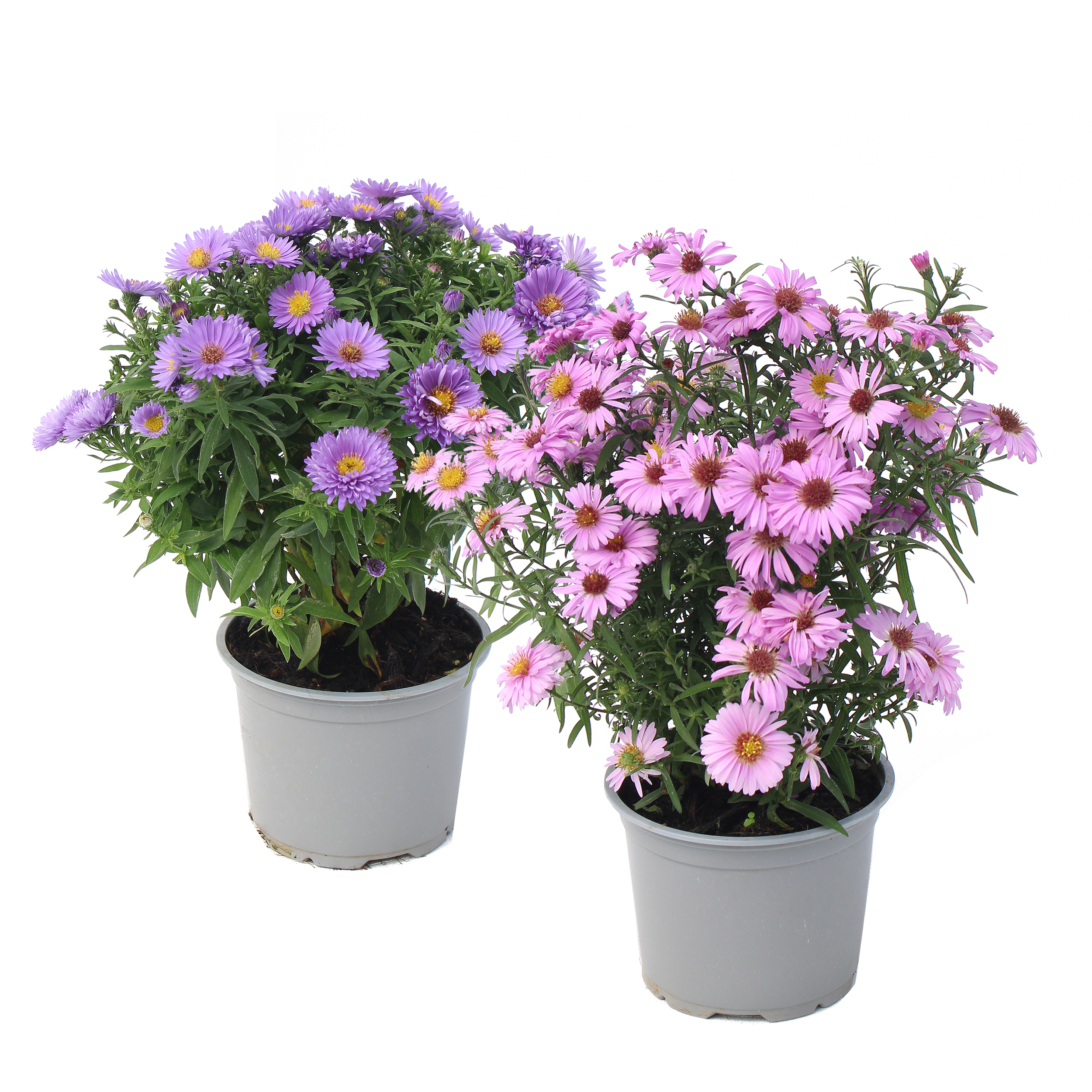 Aster mix 20-30 cm - Leroy Merlin