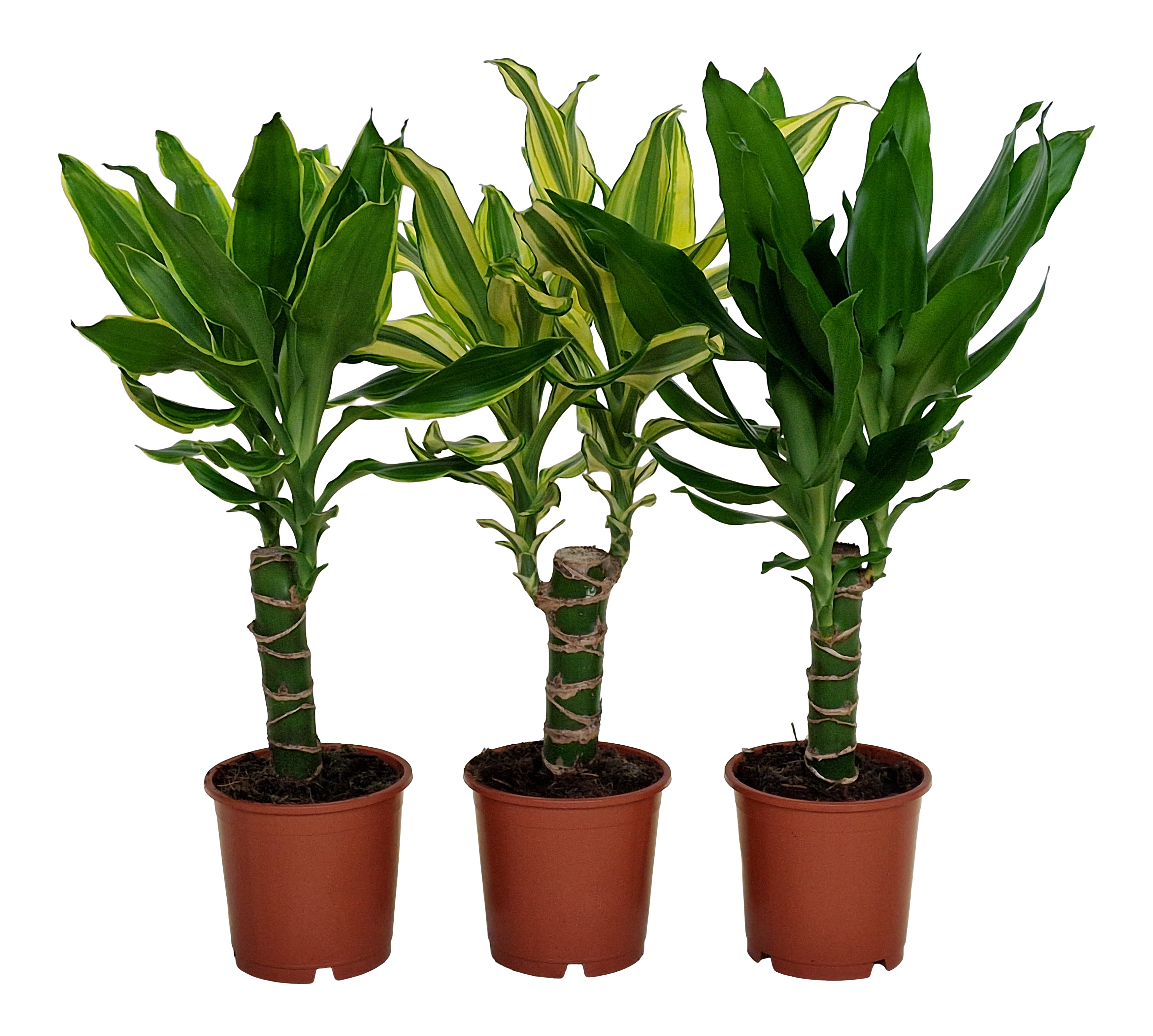 Dracena Fragrans mix 45 cm - Leroy Merlin