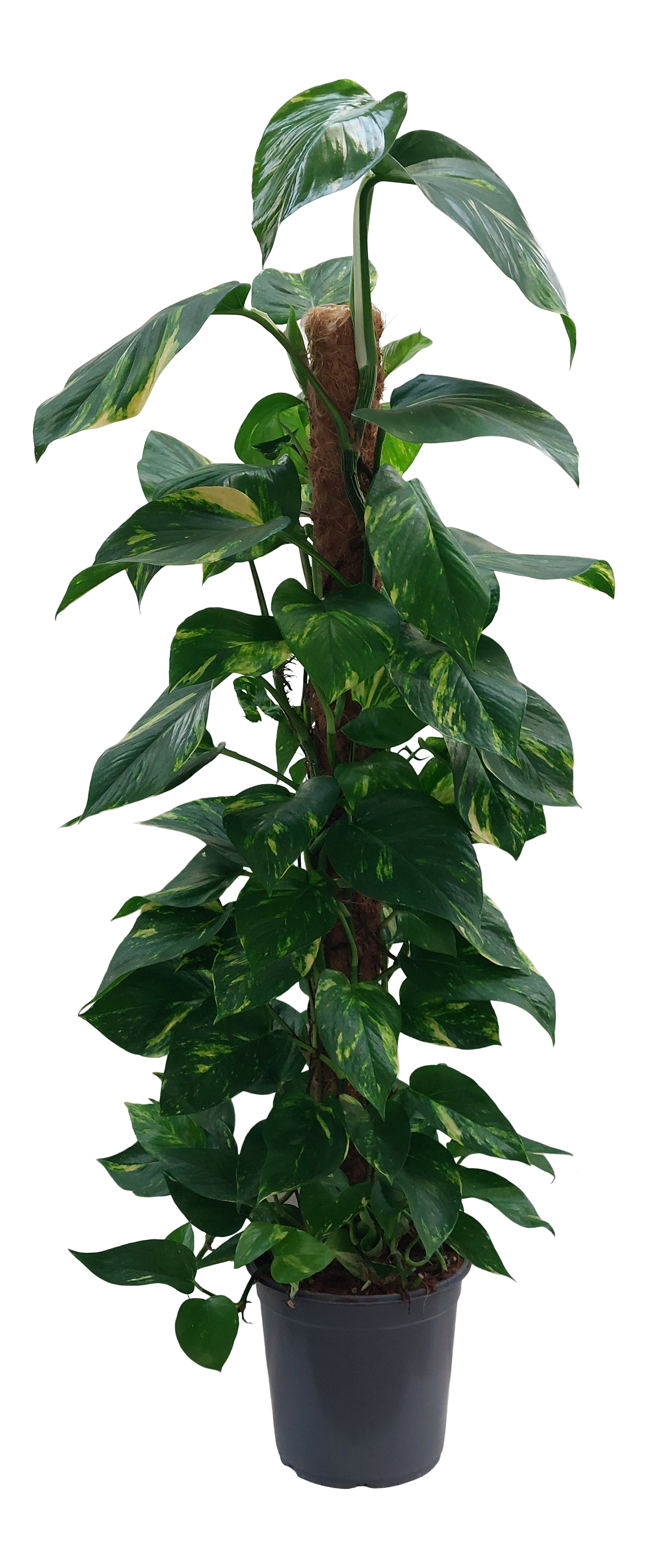 Epipremnum Scindapsus Mosstok 120 cm - Leroy Merlin