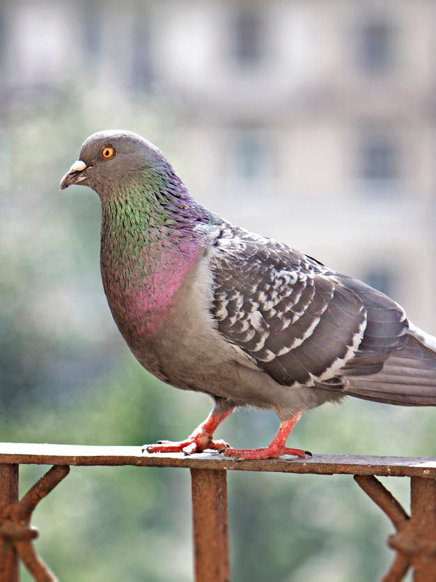 Jak odnowić parapet? - Leroy Merlin