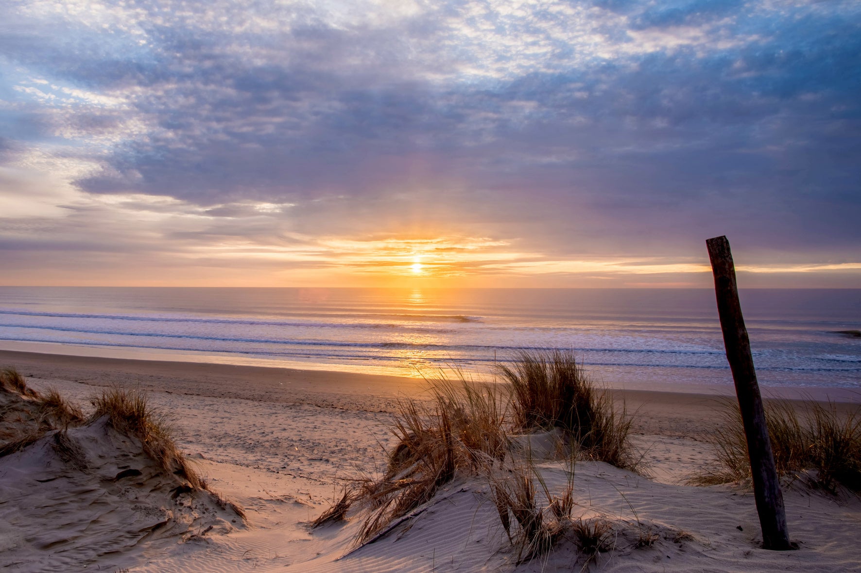 Toile PLAGE ST TROJAN, violet CEANOTHE l.97 x H.65 cm | Leroy Merlin