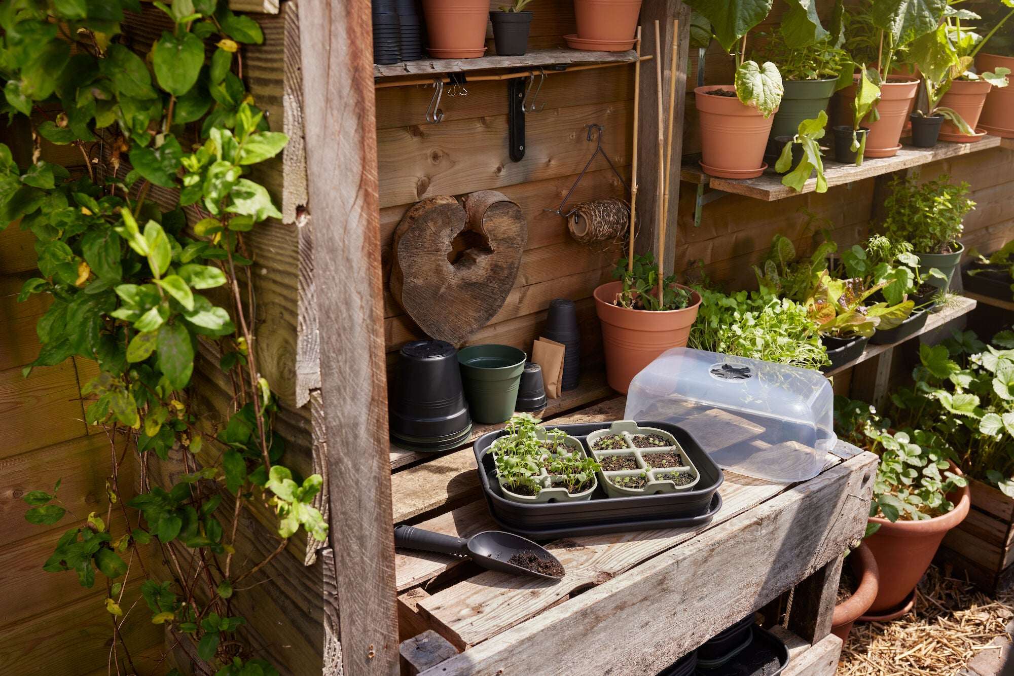 Comment faire ses semis au potager ? | Leroy Merlin