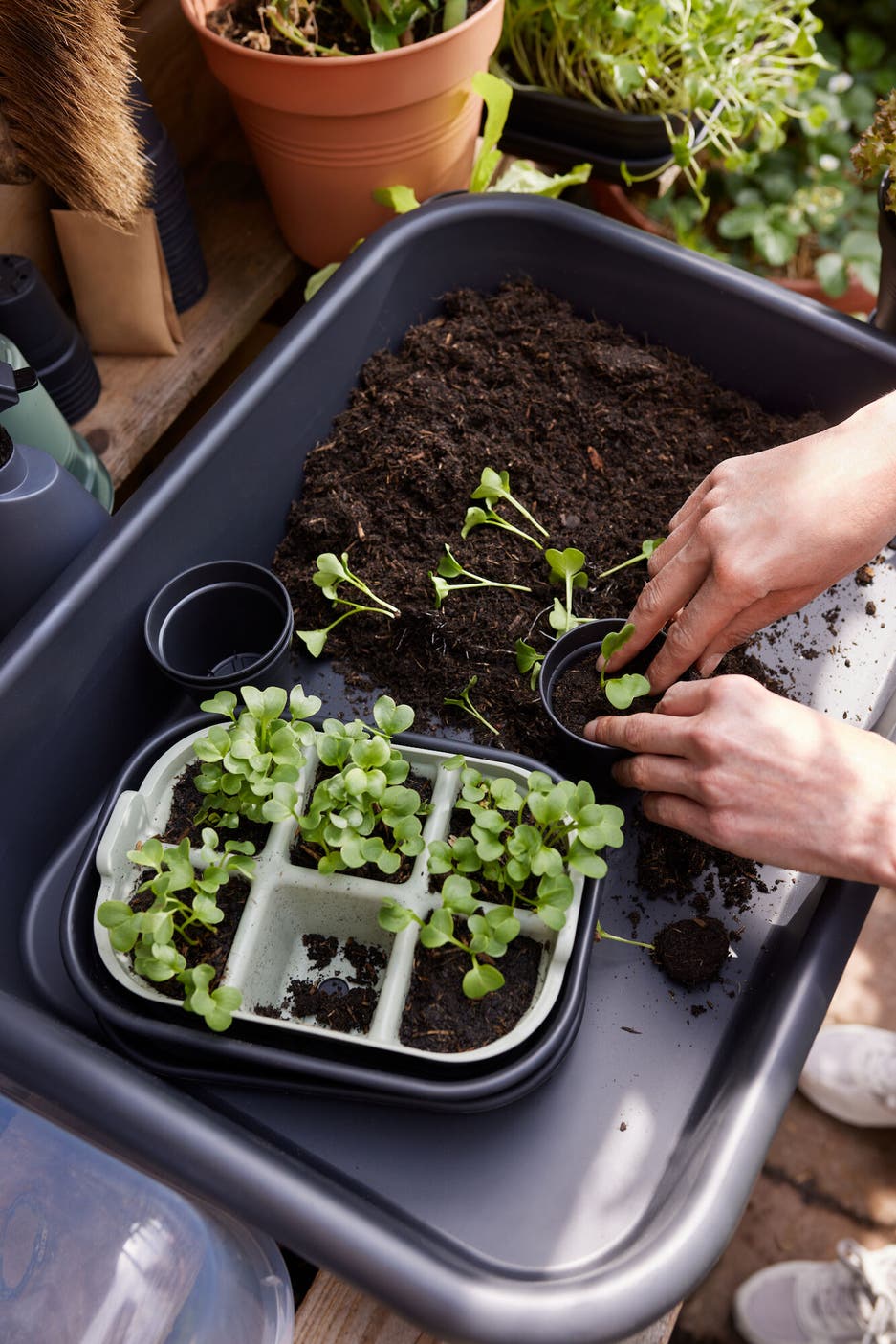 Comment faire ses semis au potager ? | Leroy Merlin