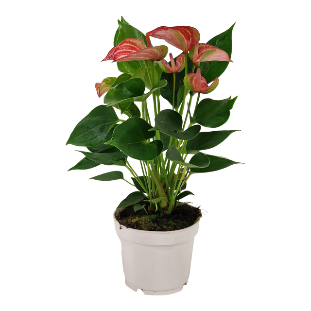 Anturium - kwitnące rośliny doniczkowe do domu