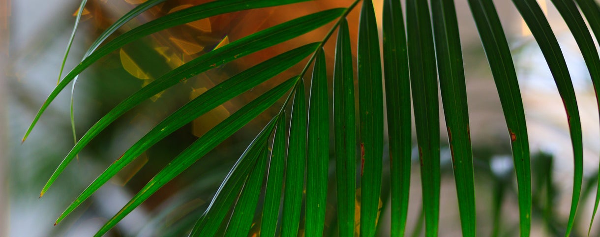 Areka – idealna palma do Twojego domu - Leroy Merlin