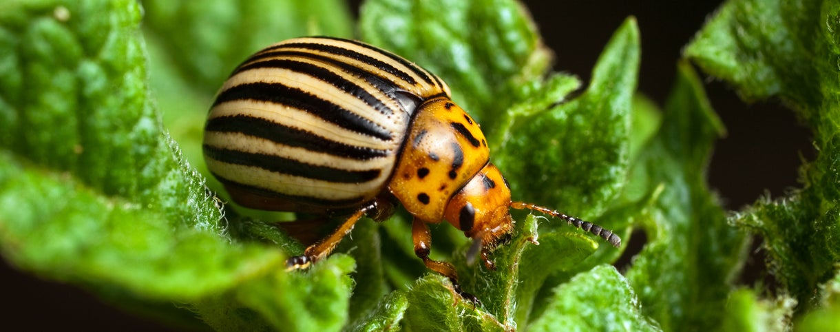 Stonka ziemniaczana. Jak się jej pozbyć? - Leroy Merlin