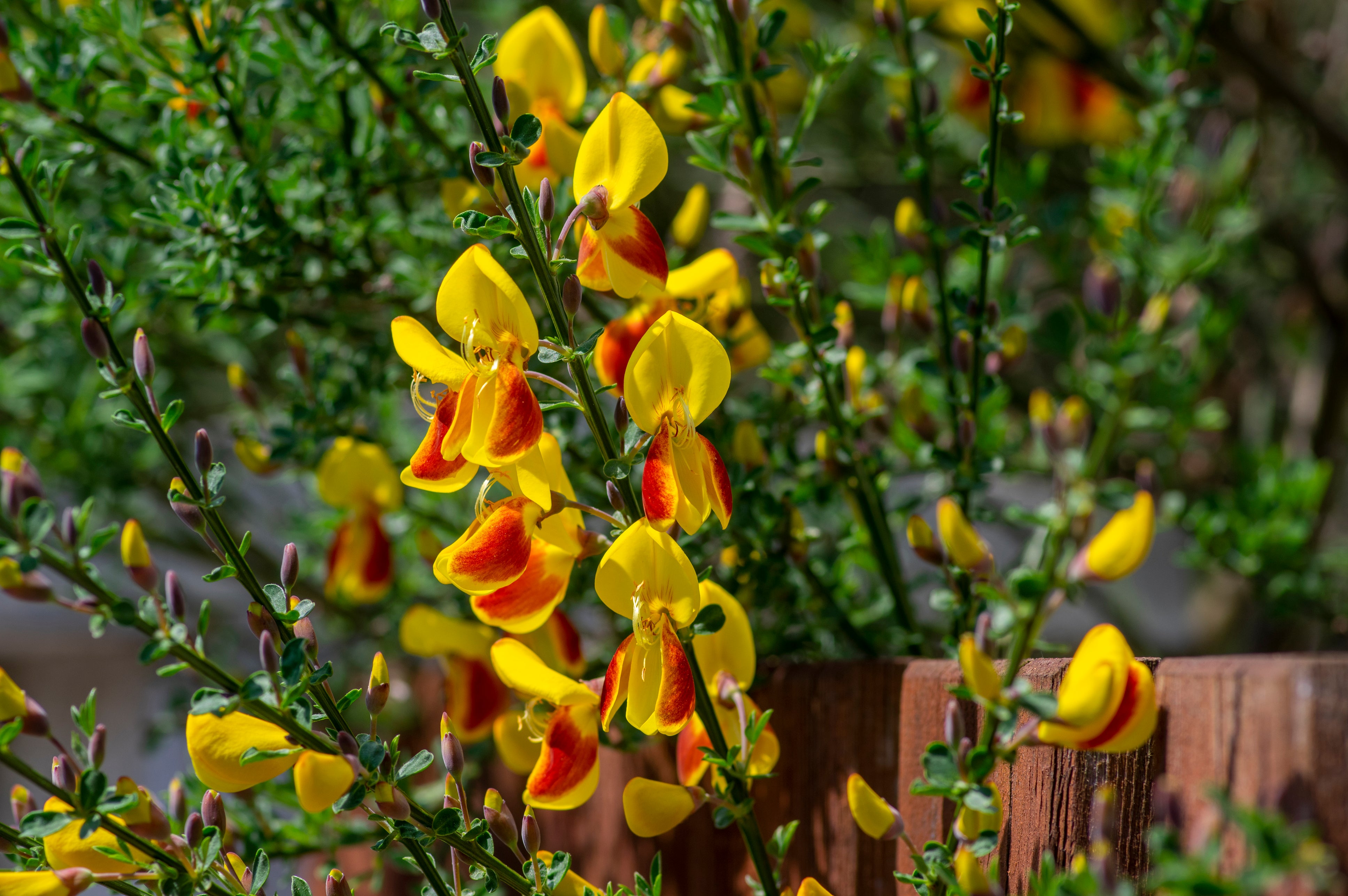 Żarnowce - Leroy Merlin