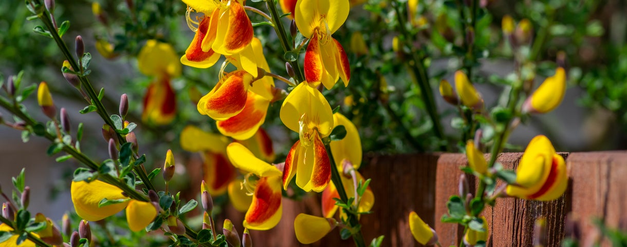 Żarnowce - Leroy Merlin