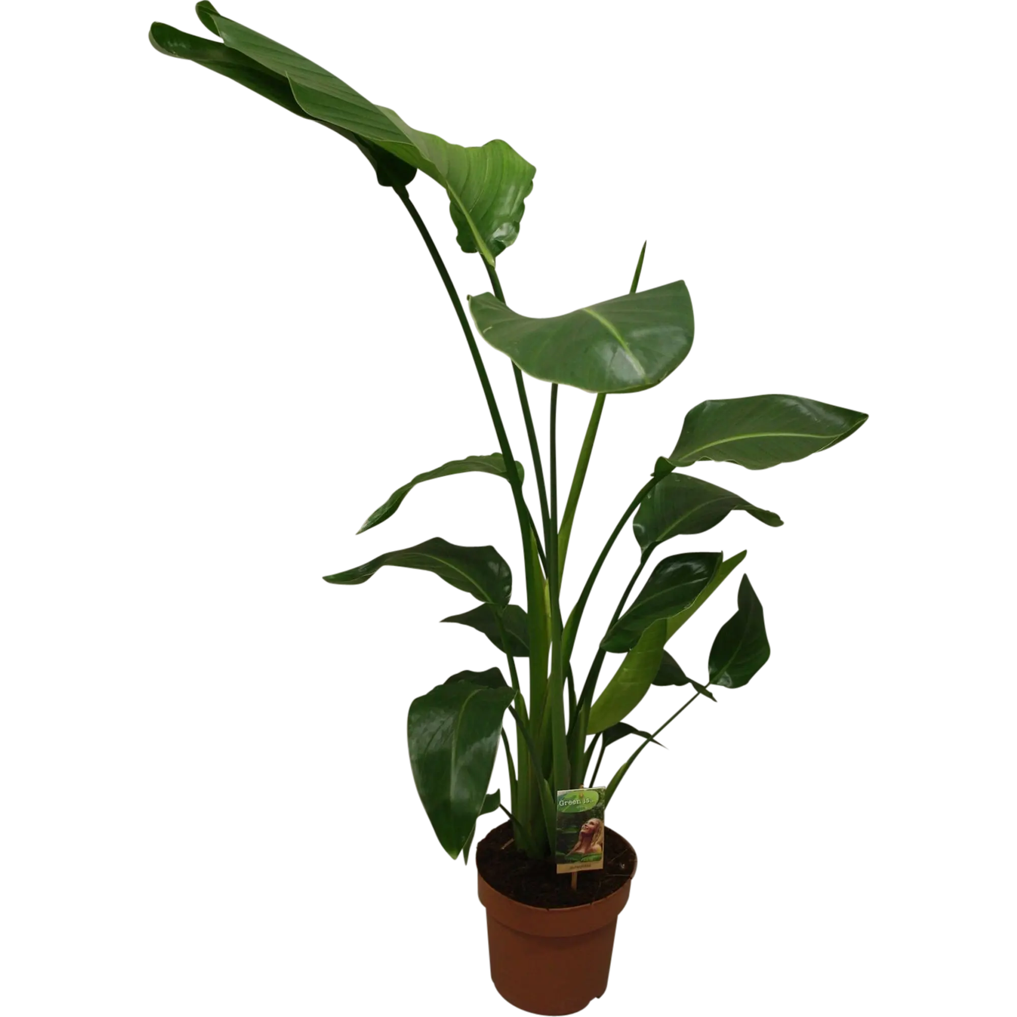 Strelizia Nicolai 3PP 90-100 cm - Leroy Merlin