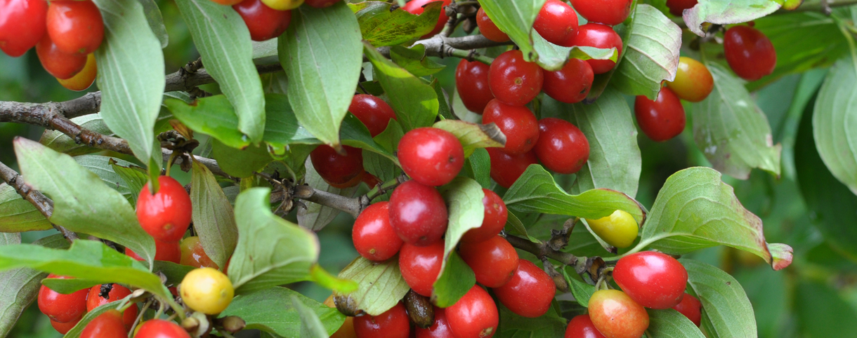 Dereń jadalny i inne ciekawe gatunki derenia - Leroy Merlin