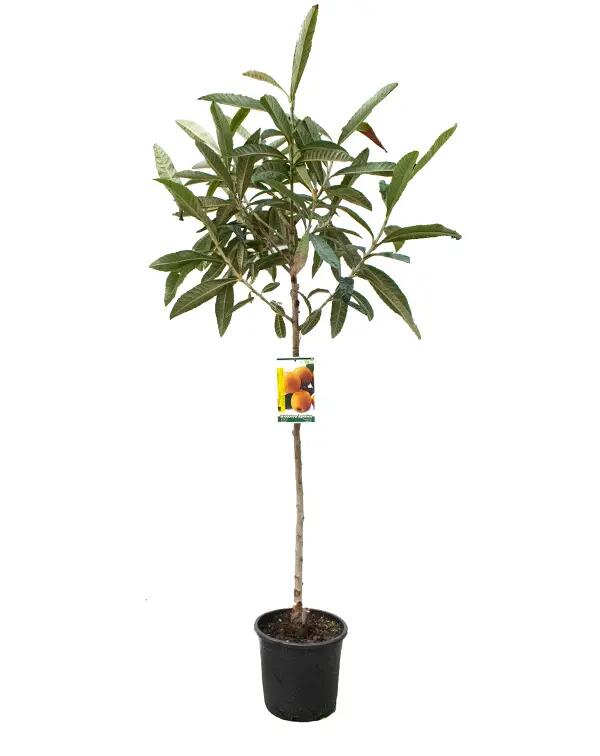 Nispero argelino 150 cm altura m 20 1año | Leroy Merlin