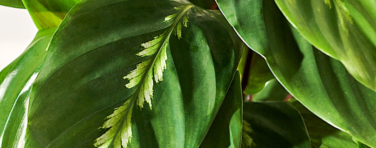 Kalatea - Leroy Merlin