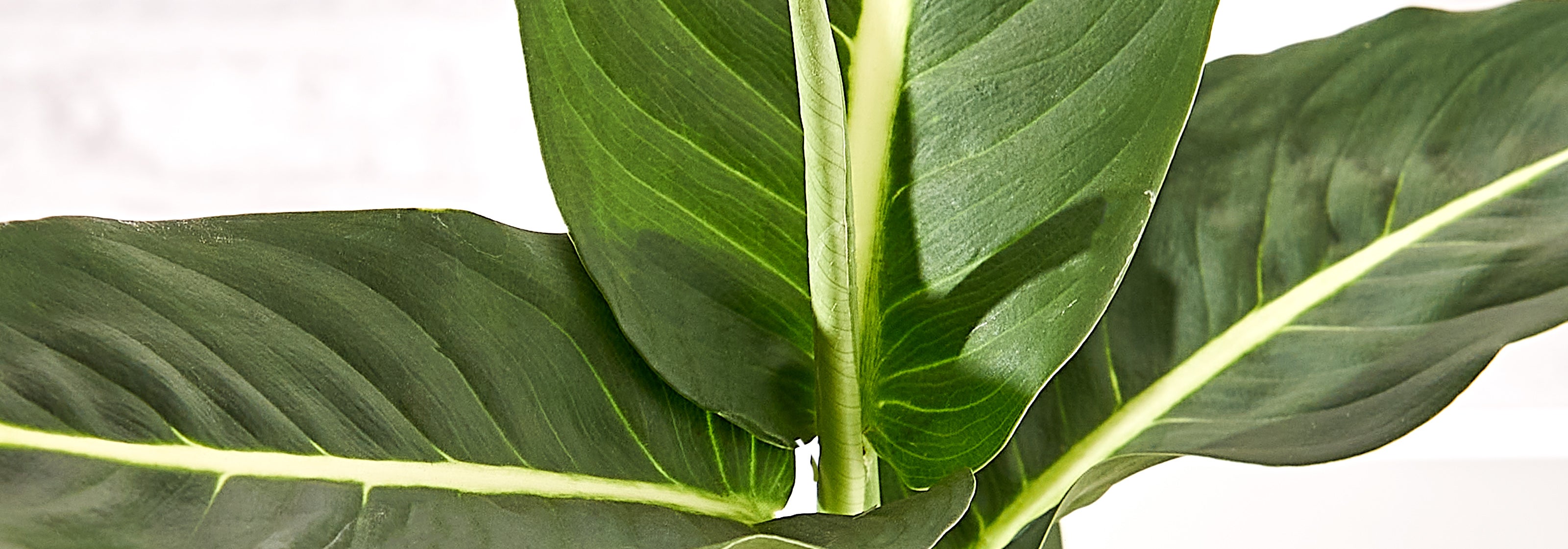 Difenbachia - Leroy Merlin