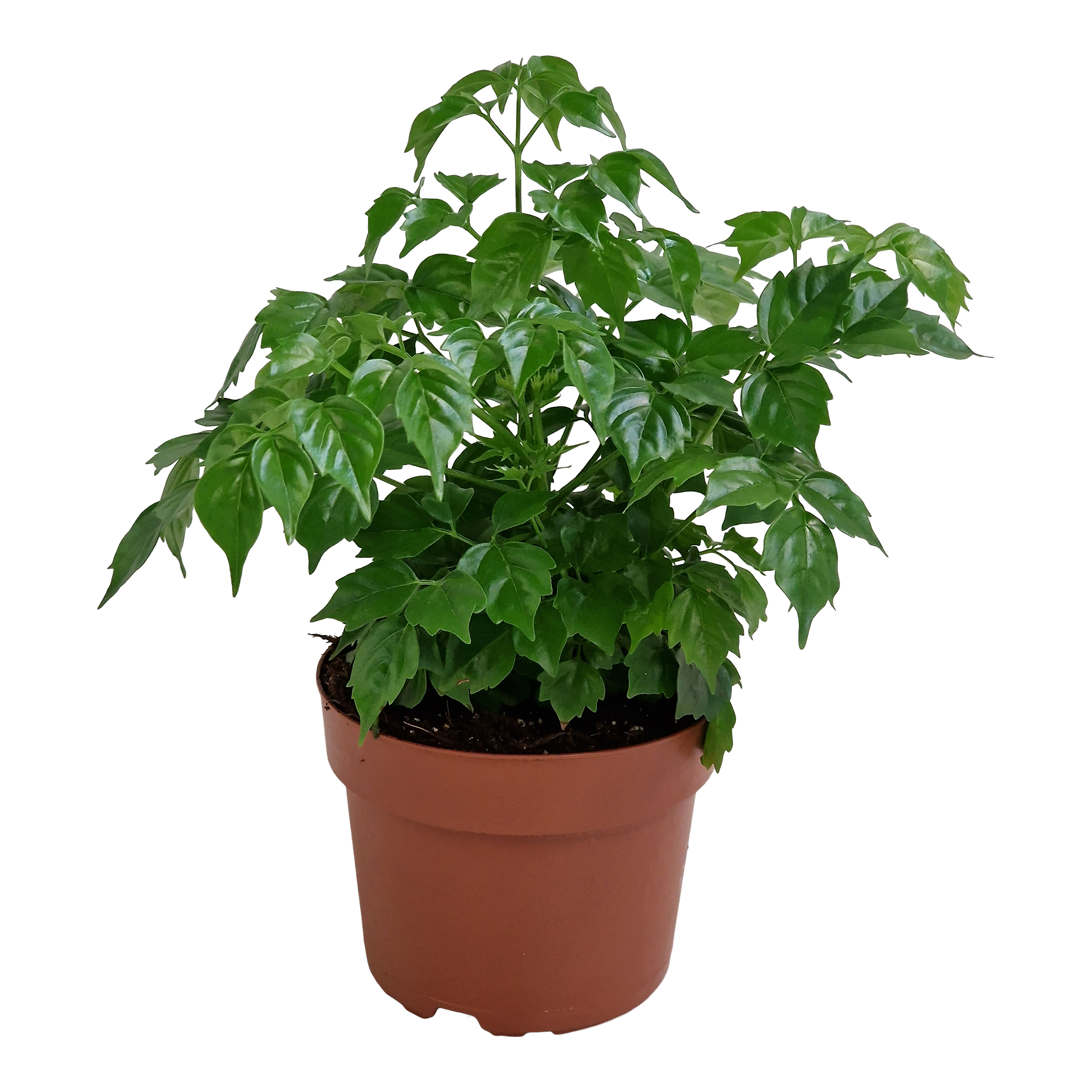 Radermachera sinica 25 cm - Leroy Merlin