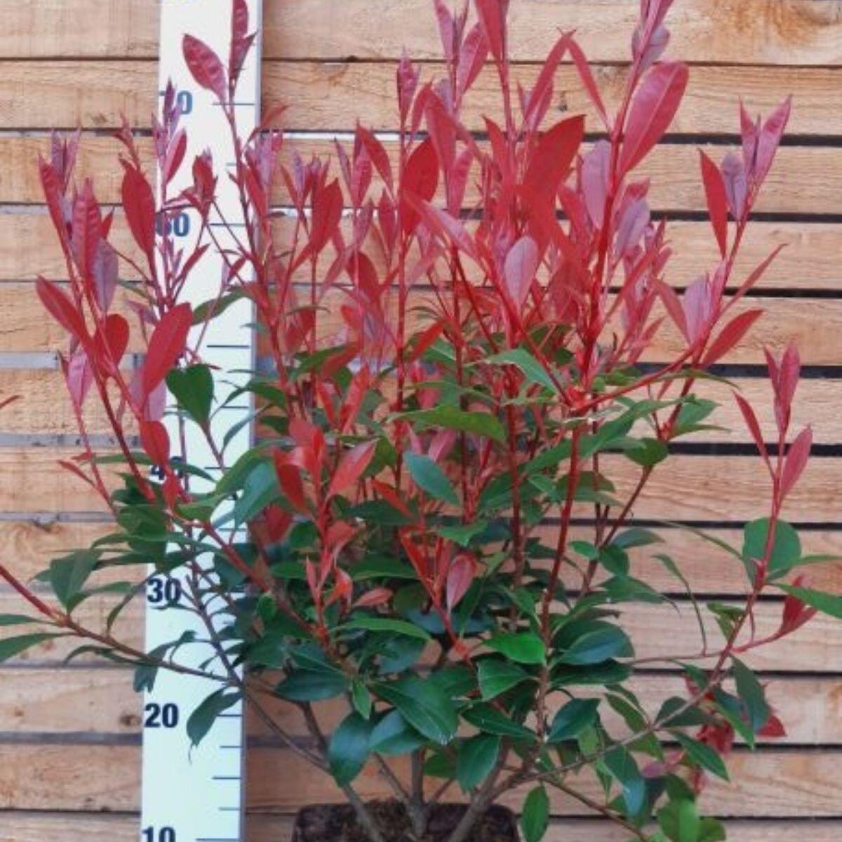 Photinia Fraseri Carre Rouge C3, 3 L H.40 cm | Leroy Merlin