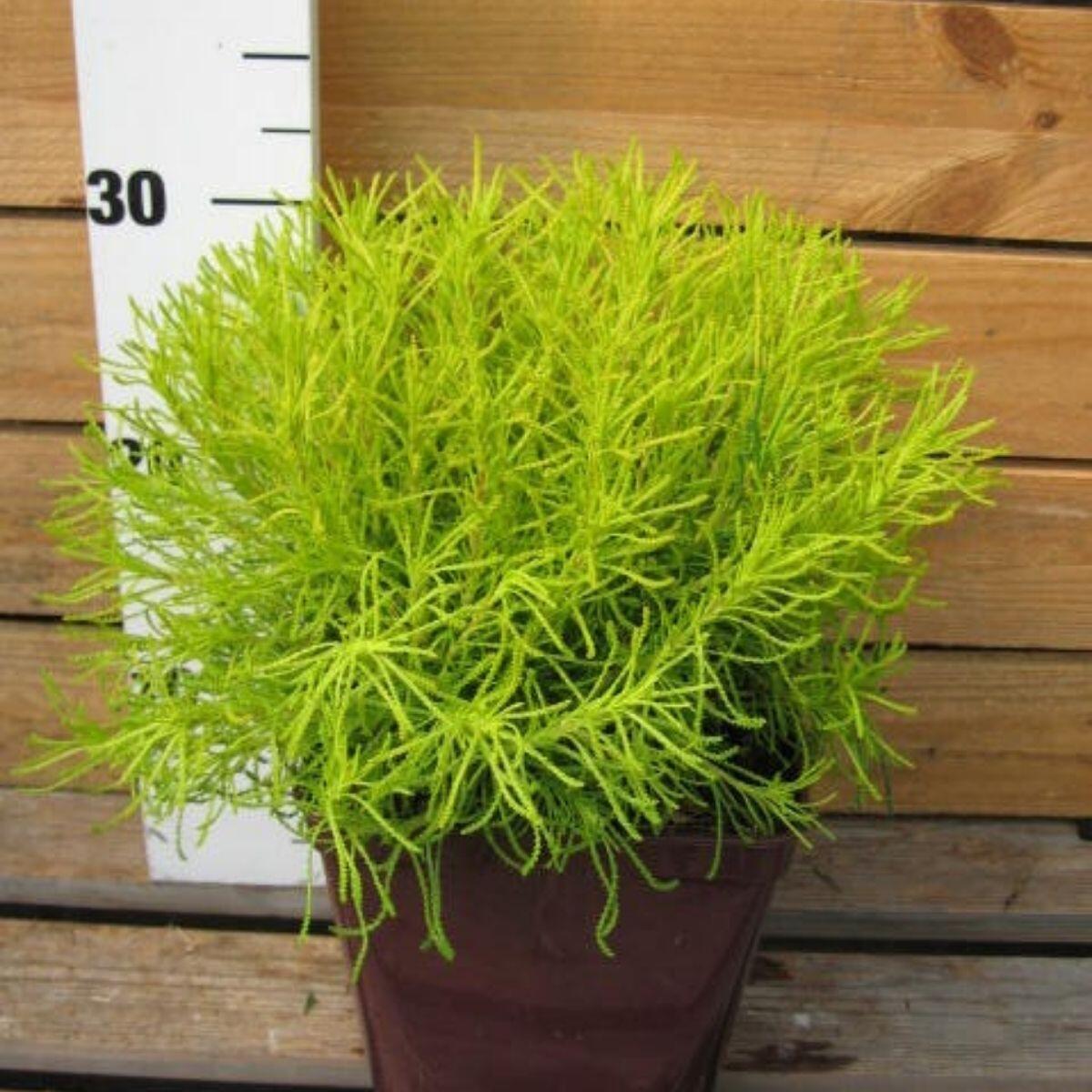 Santolina Lemon Fizz® C3, 3 L H.40 cm | Leroy Merlin