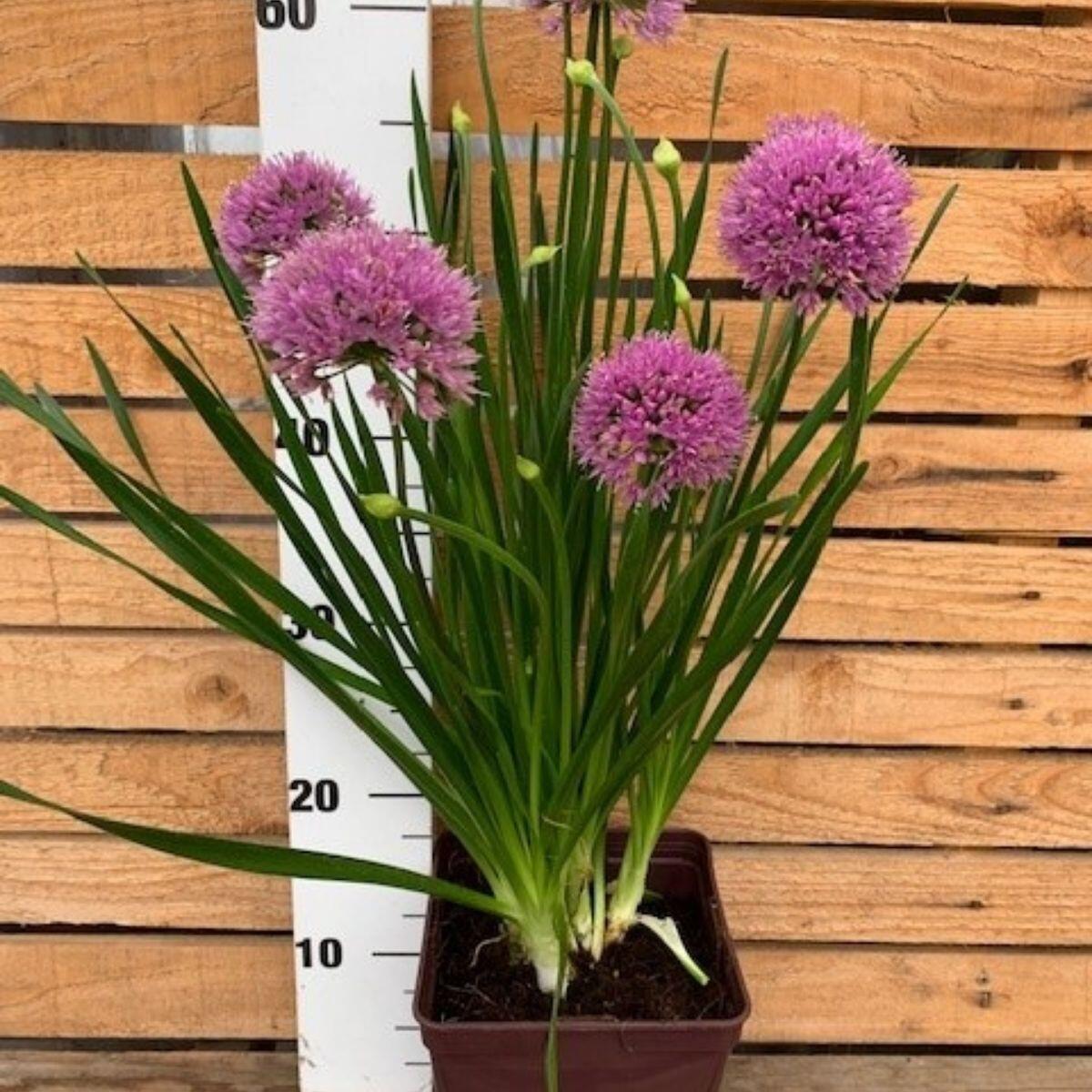Allium Millenium C3, 3 L H.30 cm | Leroy Merlin