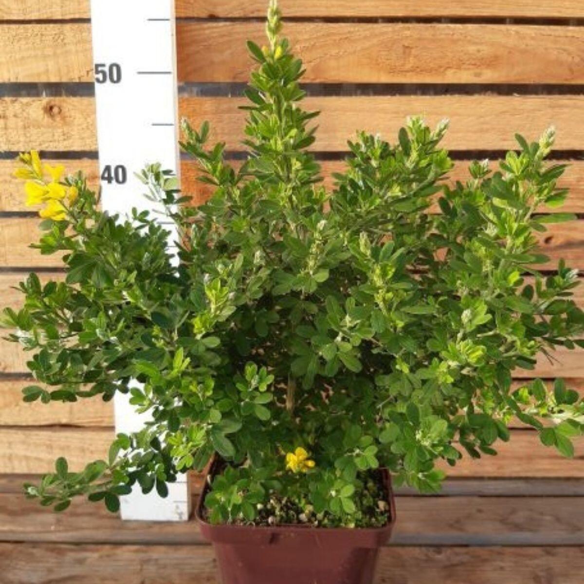 Genista Porlock C3, 3 L H.40 cm | Leroy Merlin