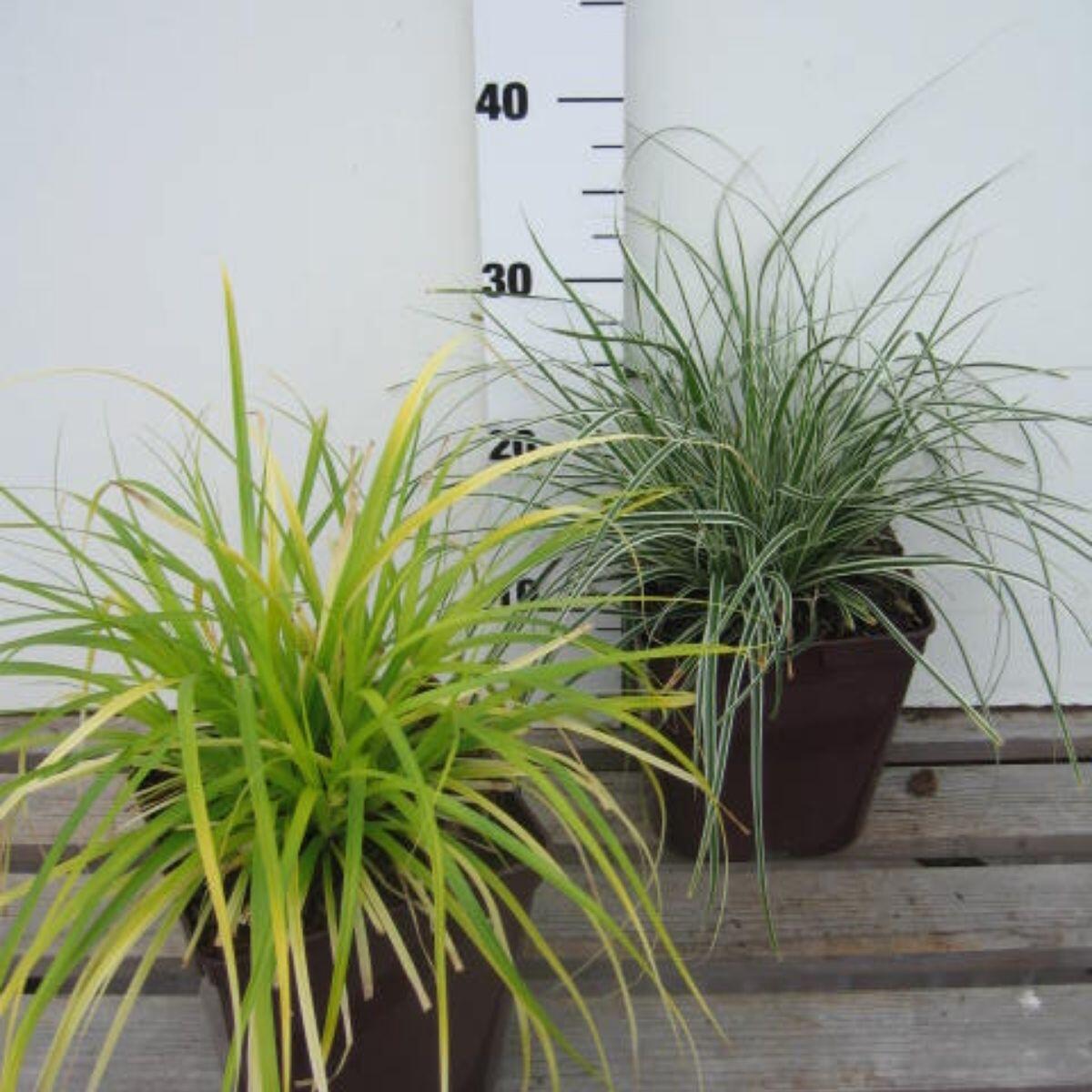 Carex Varies C3, 3 L H.40 cm | Leroy Merlin