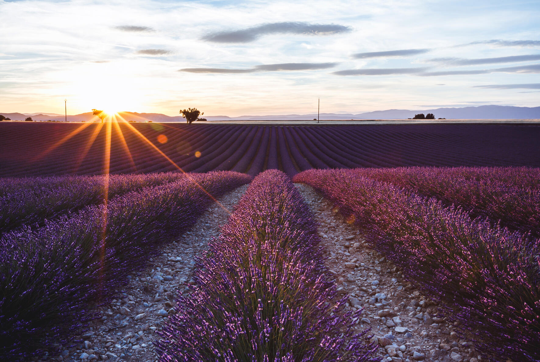 Toile imprimée VALENSOL SOIR, multicolore CEANOTHE l.30 x H.44.5 cm ...