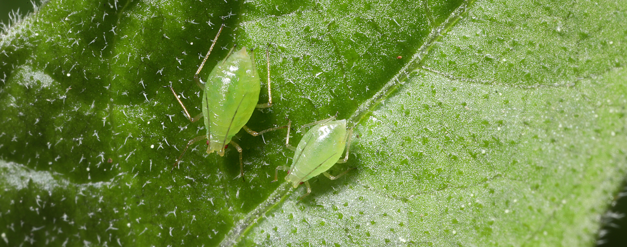 Mszyce w ogrodzie - Leroy Merlin