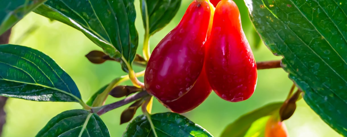 Dereń - Leroy Merlin