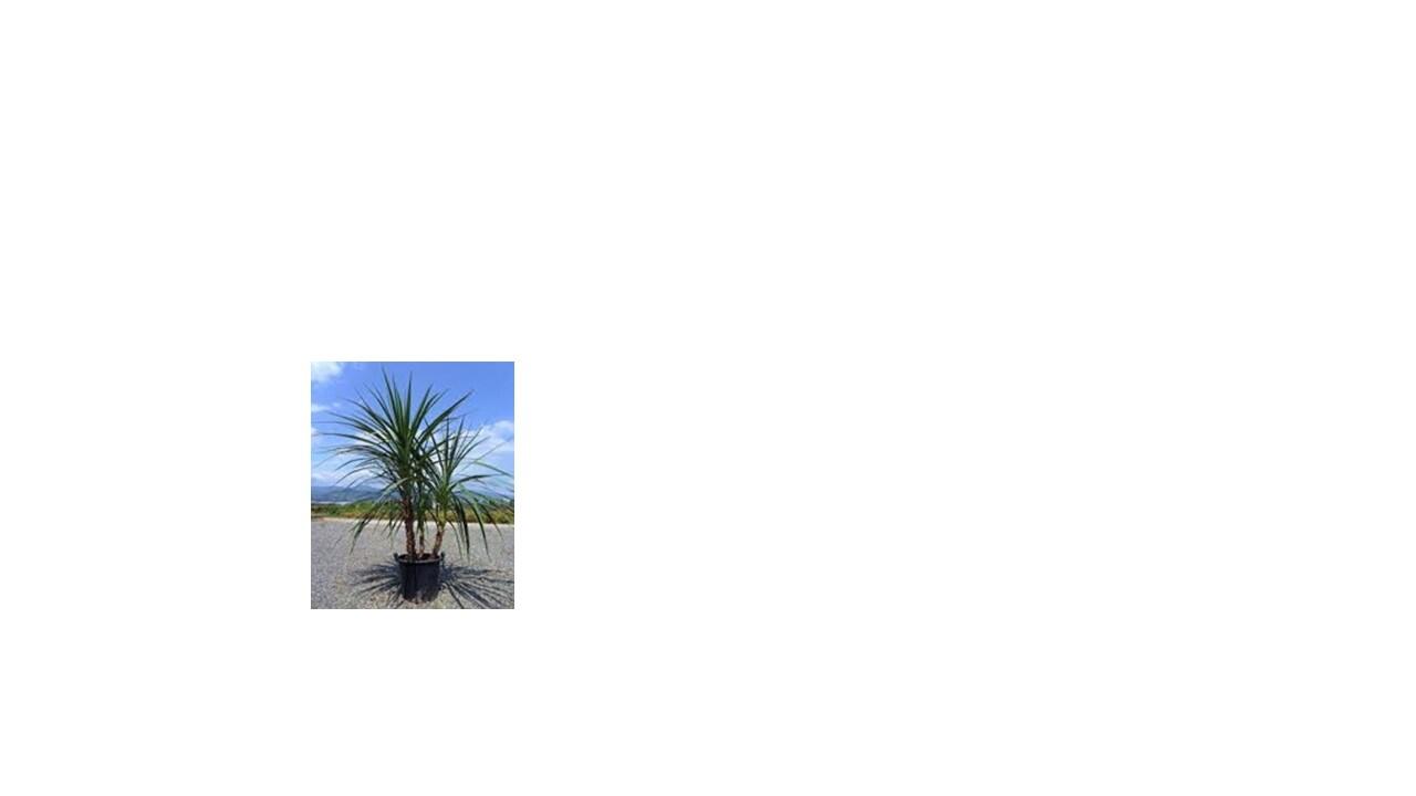 Cordyline Aust. Multi C50, pot de 50 L, H.160 cm | Leroy Merlin