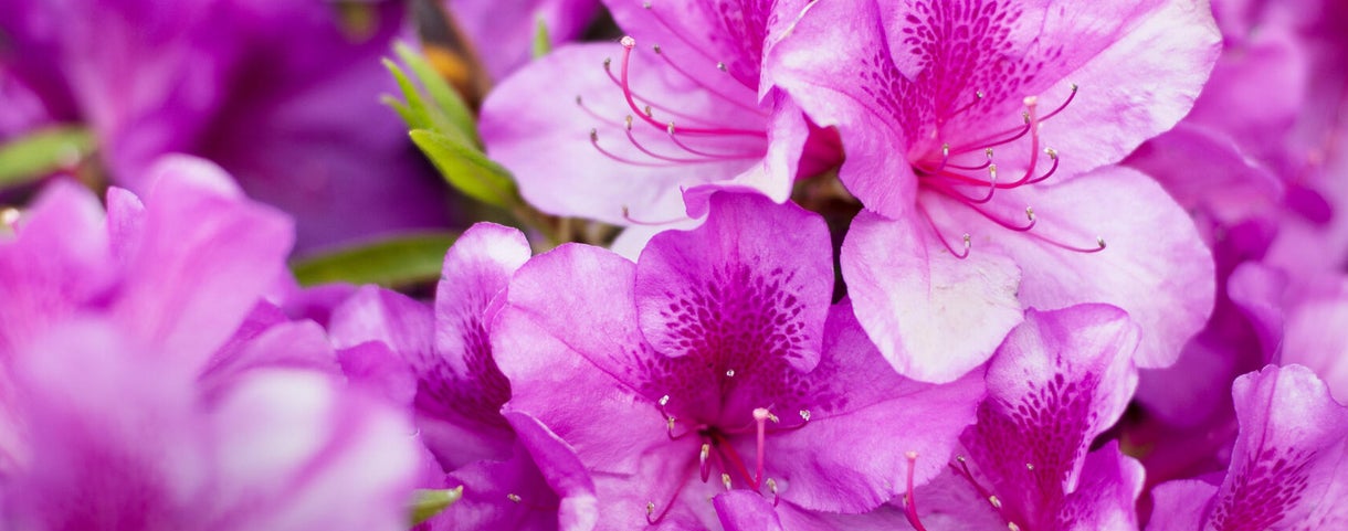 Azalie - Leroy Merlin