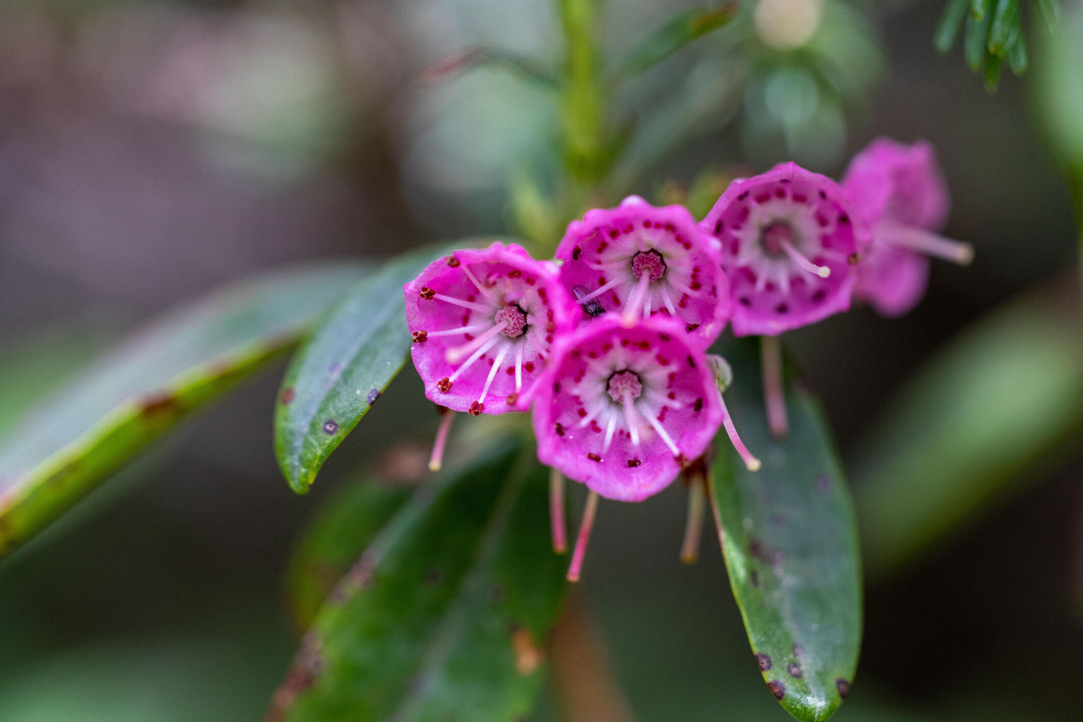 Kalmia wąskolistna, szerokolistna - Leroy Merlin