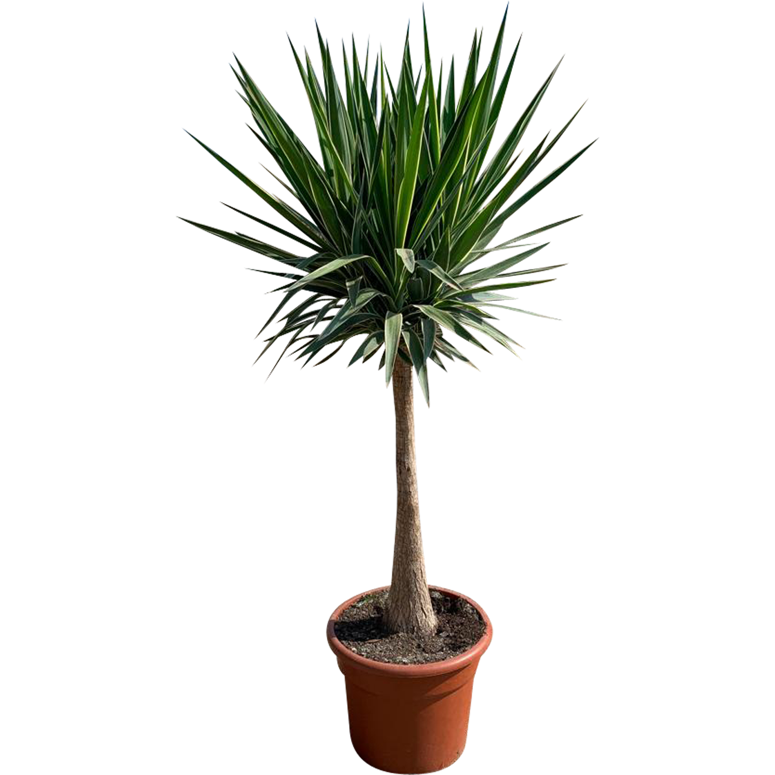 Juka Puck na pniu 130 cm - Leroy Merlin