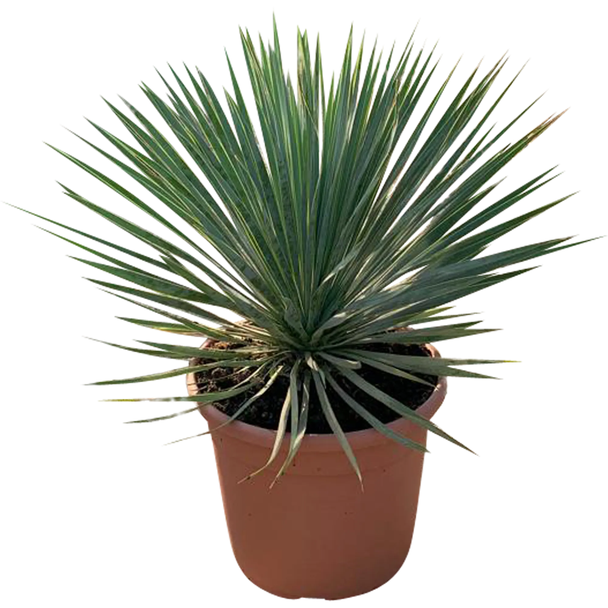 Juka Rostrata 50 cm - Leroy Merlin