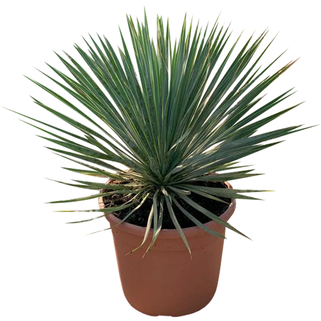 Juka - rośliny doniczkowe do wnętrz w różnych rozmiarach