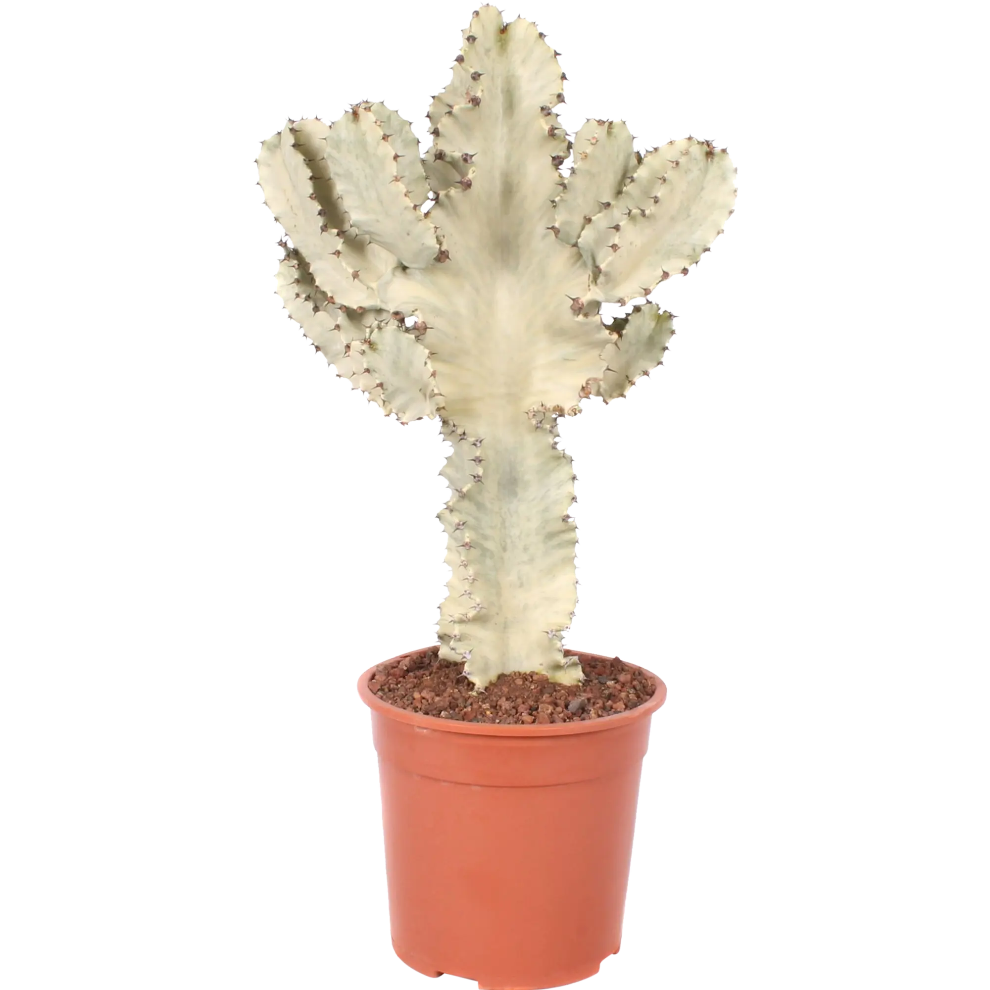 Wilczomlecz Marmorata 85-95 cm - Leroy Merlin