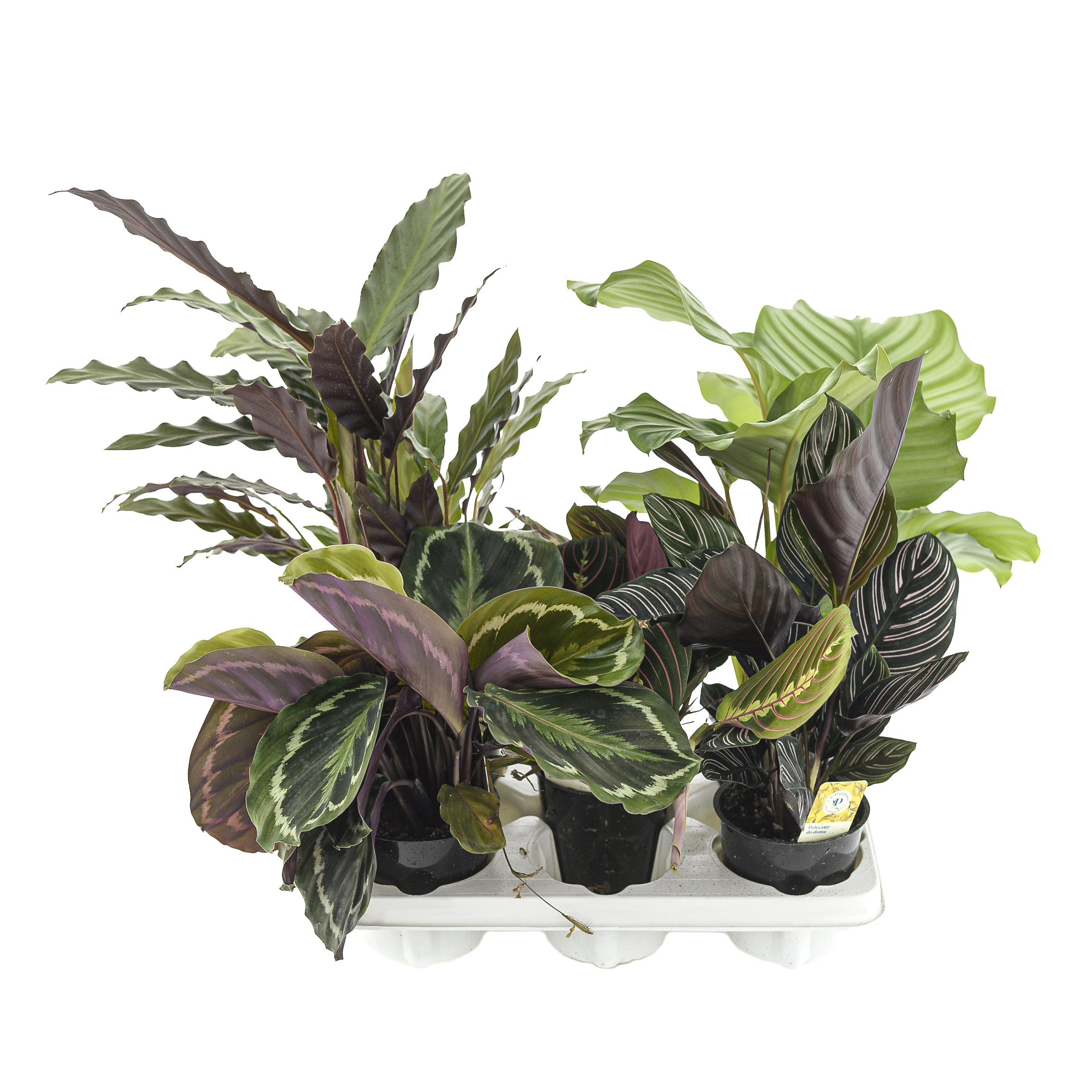 Calathea Kalatea 40 cm - Leroy Merlin