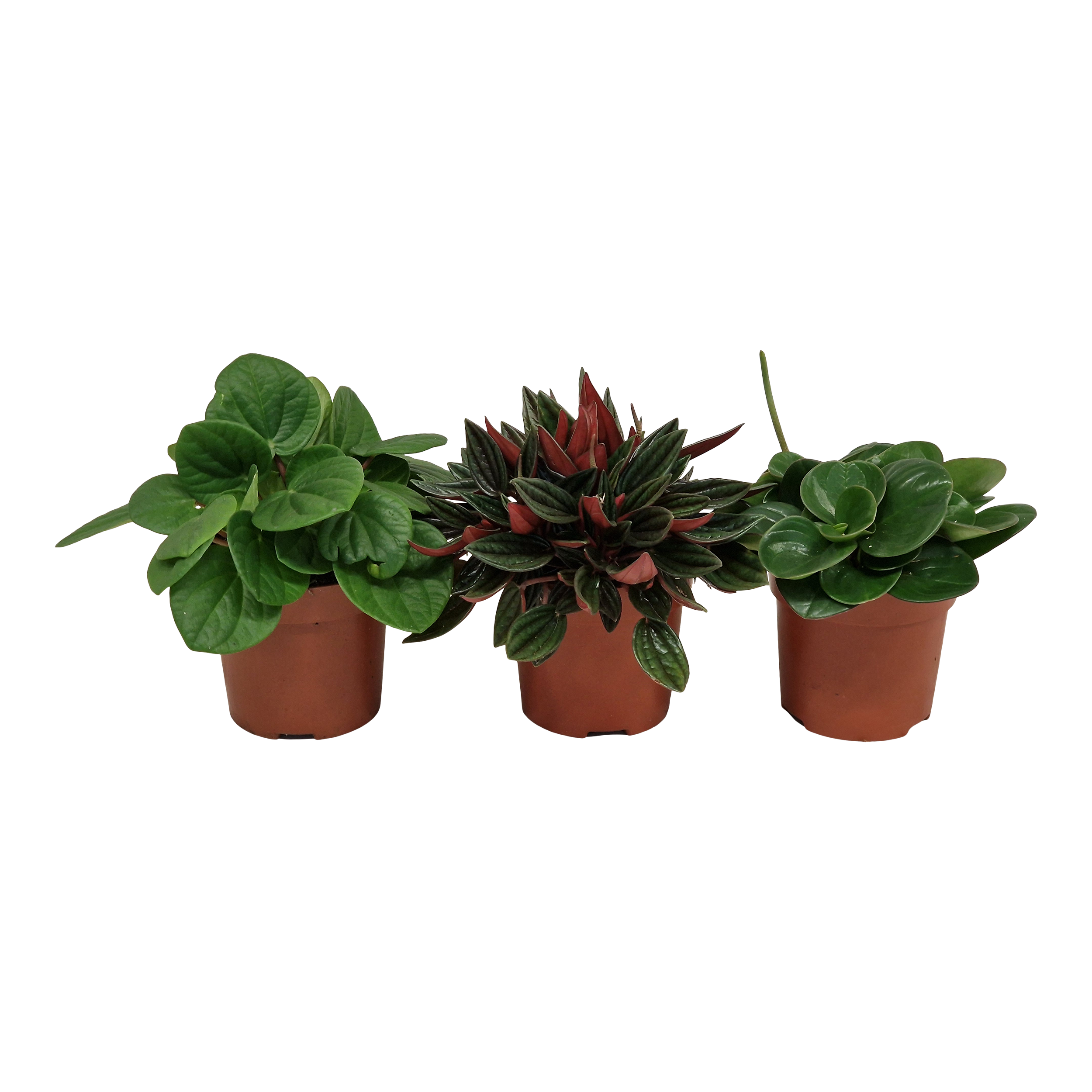 Peperomia mix 15 cm - Leroy Merlin