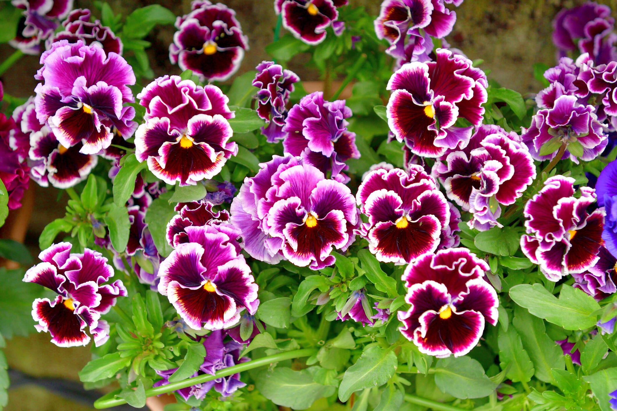 Bratek ogrodowy - Leroy Merlin