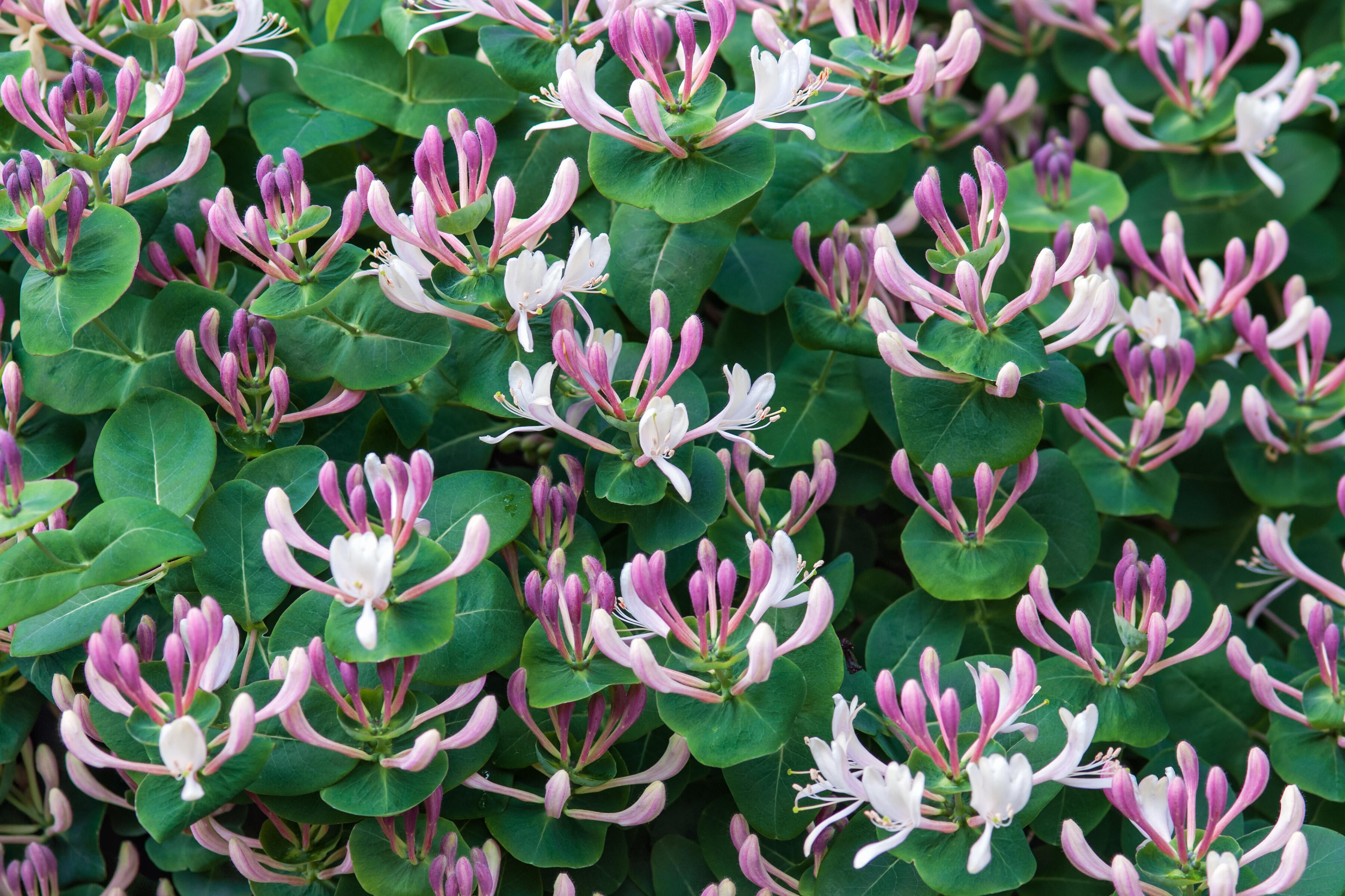 Wiciokrzew - Leroy Merlin