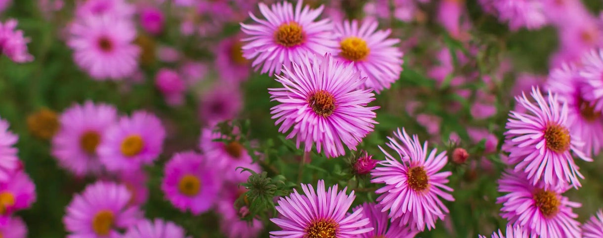 Aster - Leroy Merlin