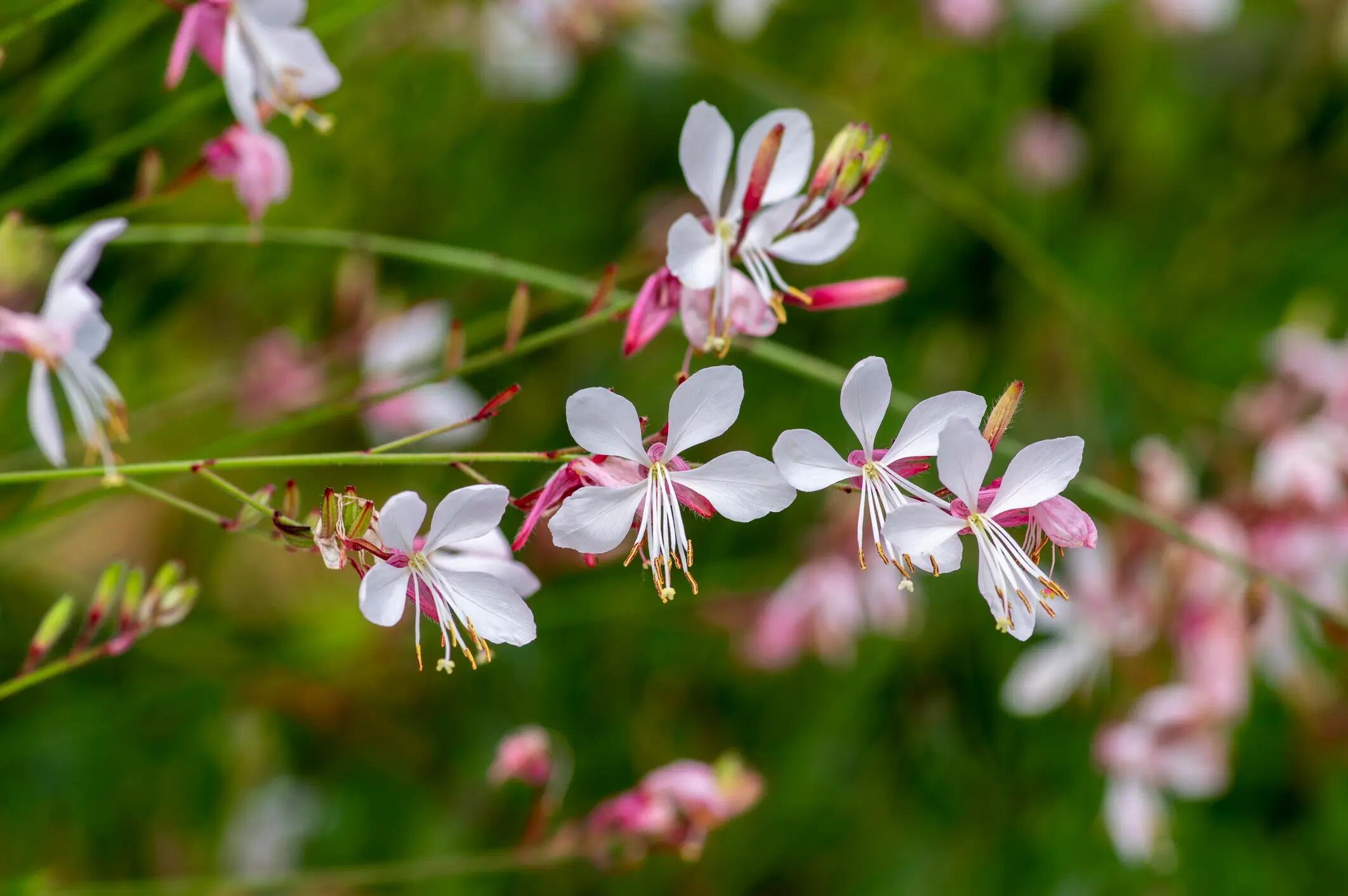Gaura - Leroy Merlin