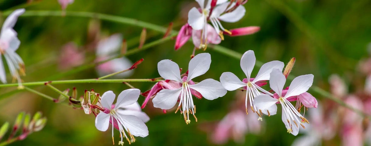 Gaura - Leroy Merlin