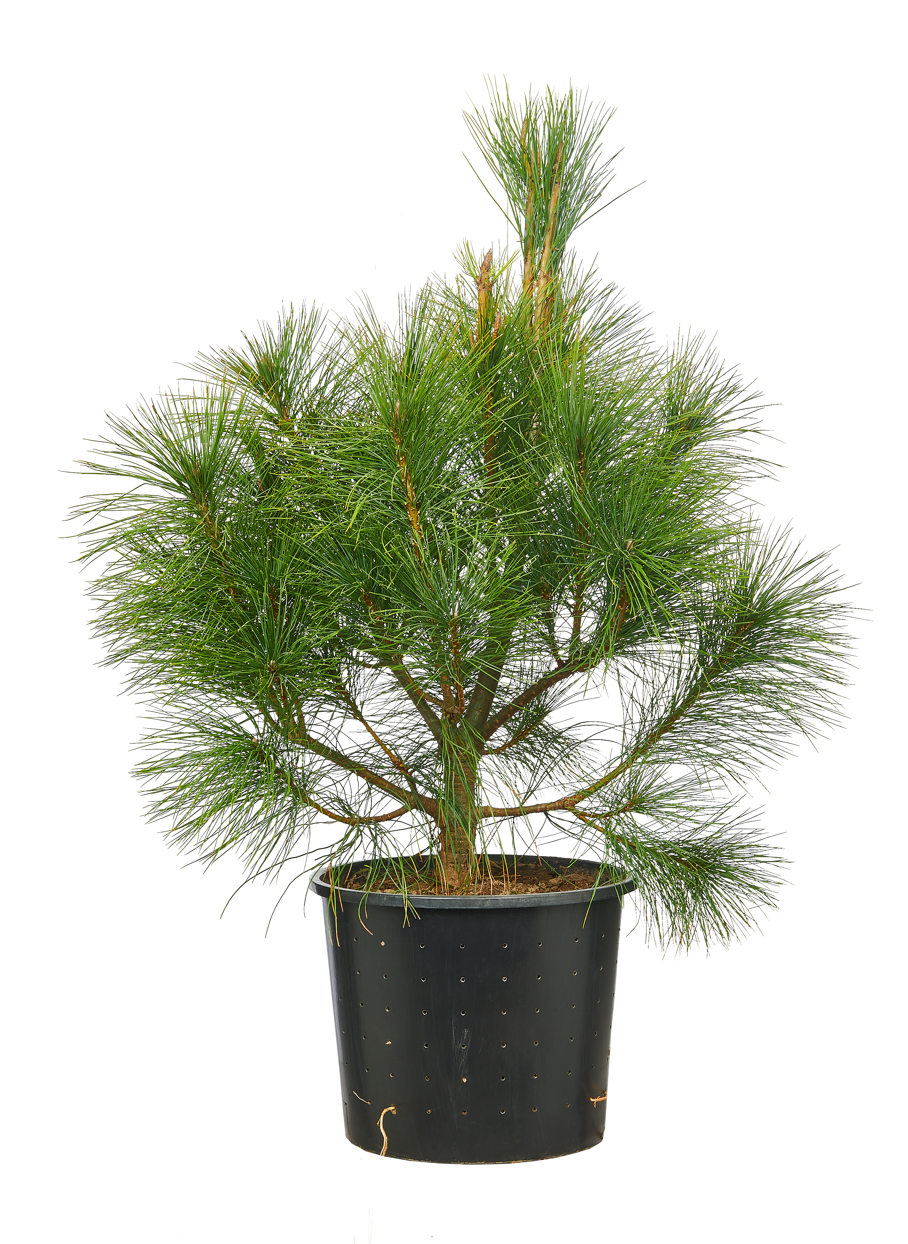 Sosna Himalajska 60-80 cm - Leroy Merlin