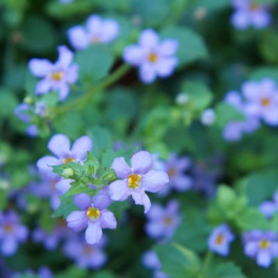 Bakopa - Leroy Merlin